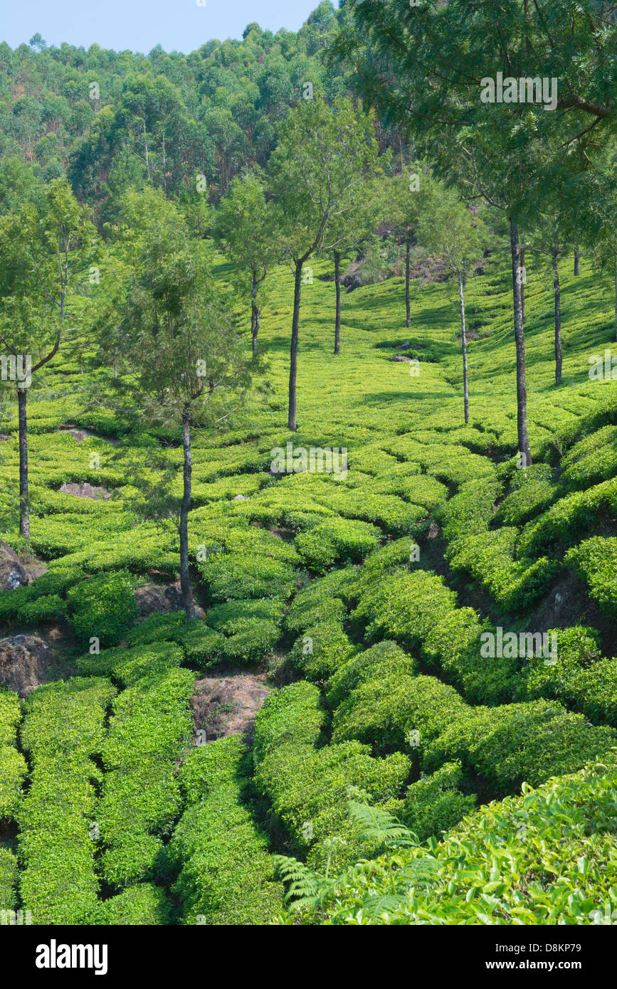 The beautiful tea plantations of Munnar, a hill station in Kerala ...