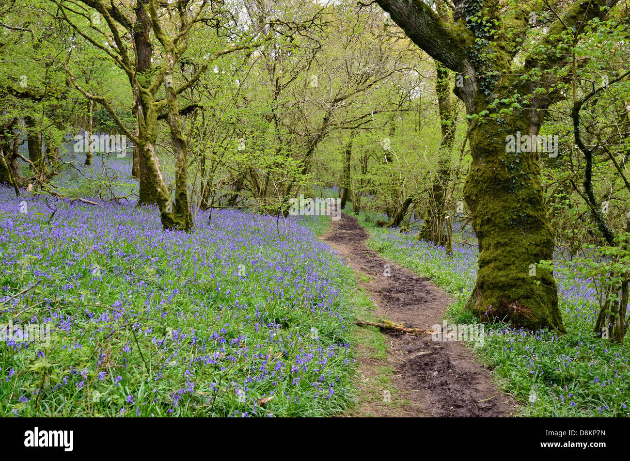 Dartmoor spring bluebells hi-res stock photography and images - Alamy
