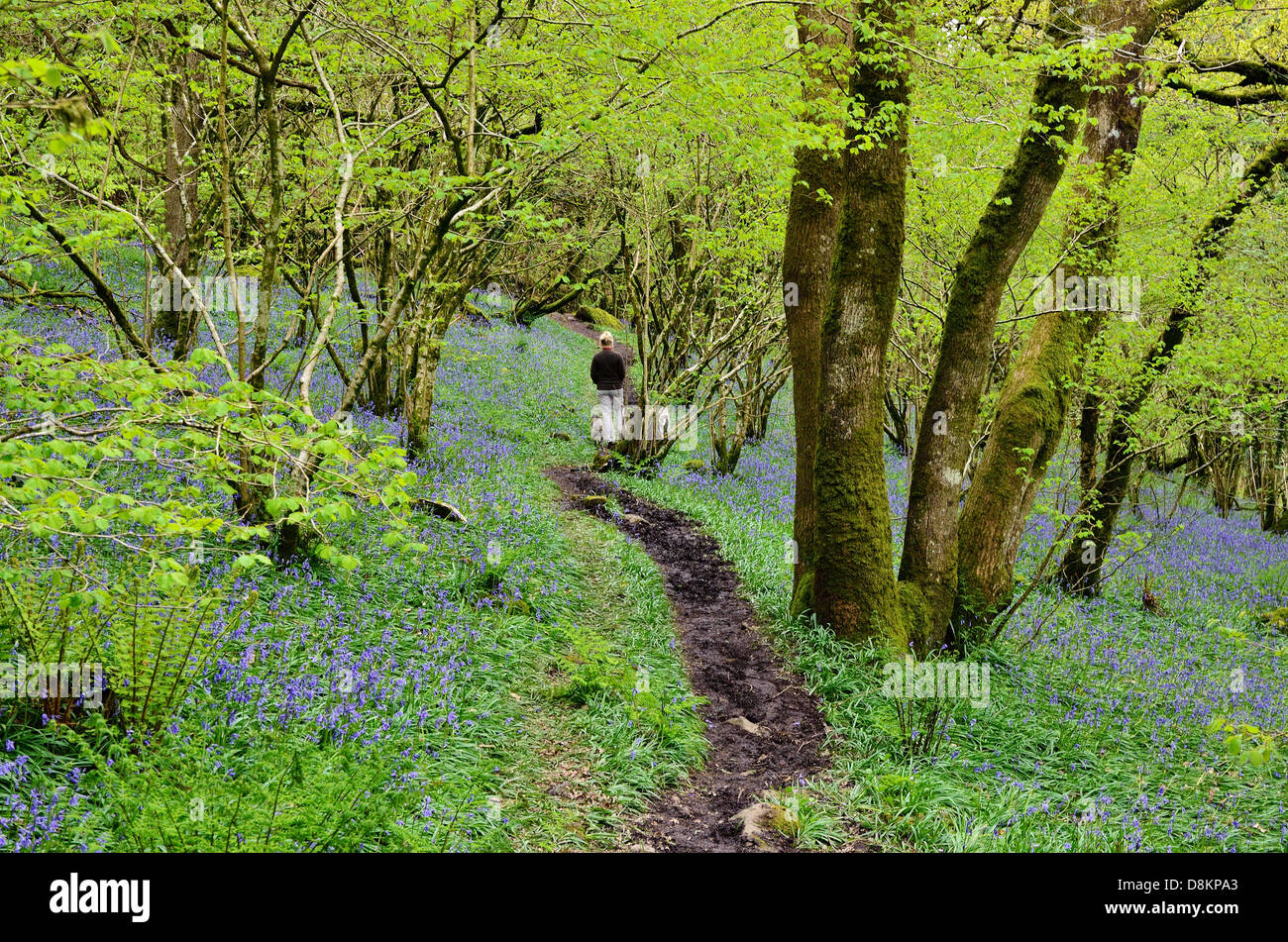 Woman walking dog through Meldon Woods with the bluebells in full bloom ...
