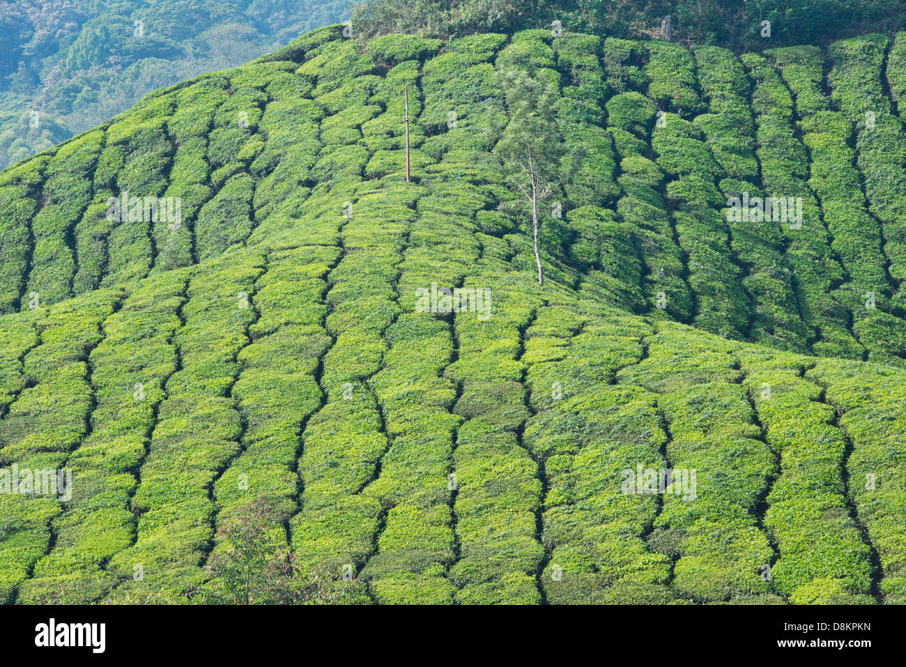 The beautiful tea plantations of Munnar, a hill station in Kerala ...