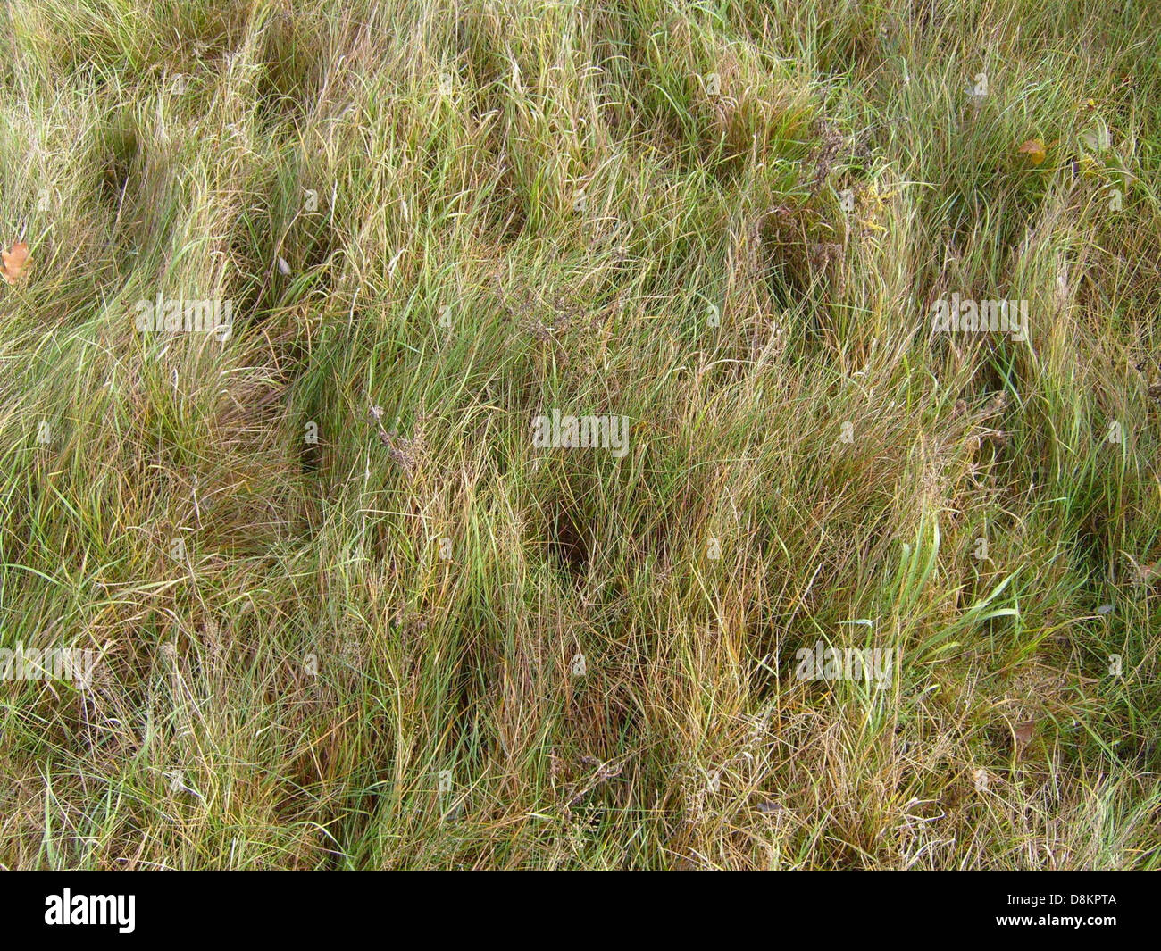 Long autumn grass Stock Photo - Alamy