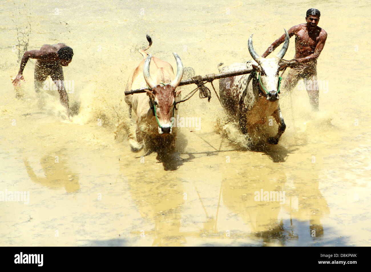 Bull kerala hi-res stock photography and images - Alamy