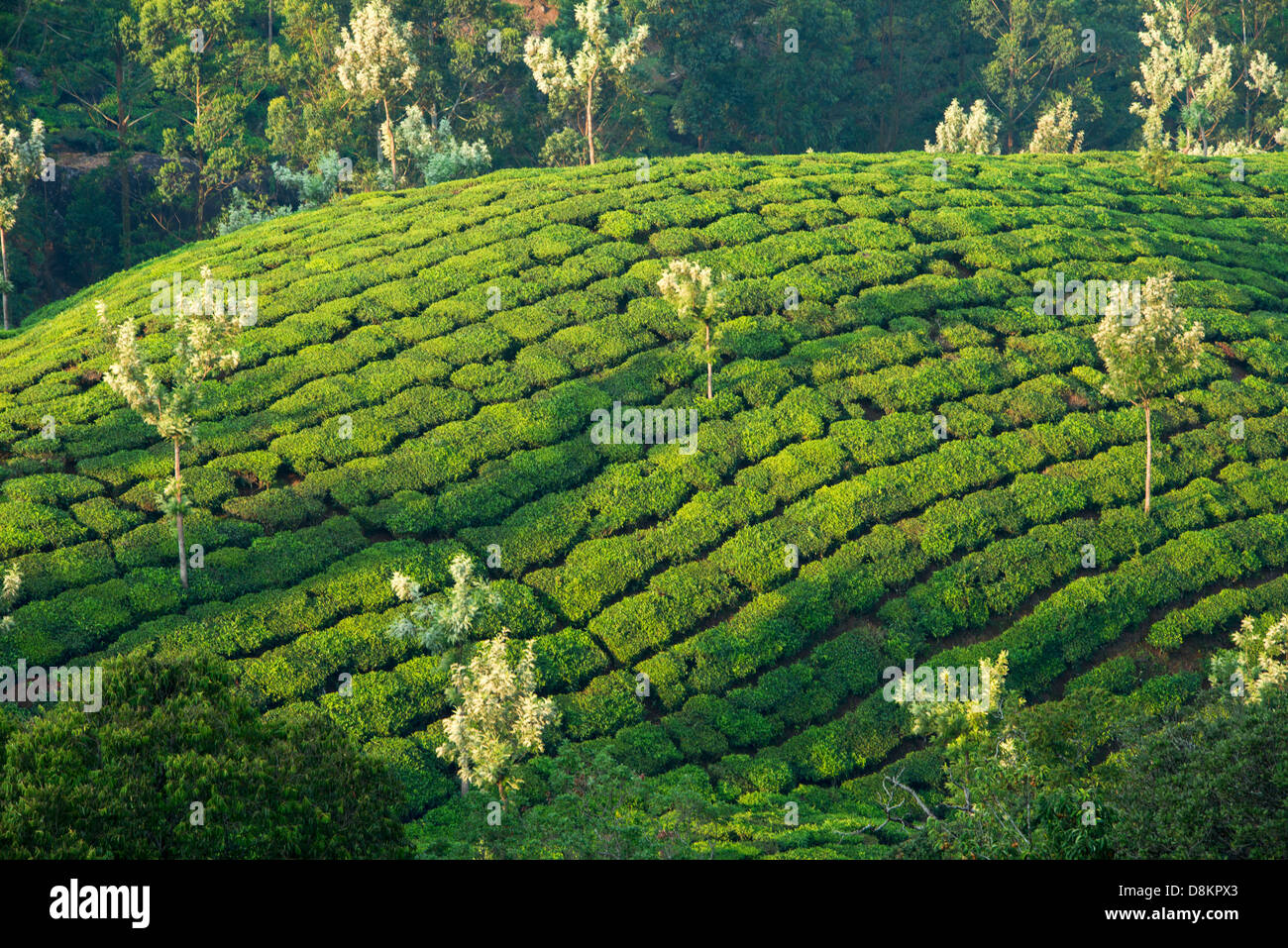 The beautiful tea plantations of Munnar, a hill station in Kerala ...
