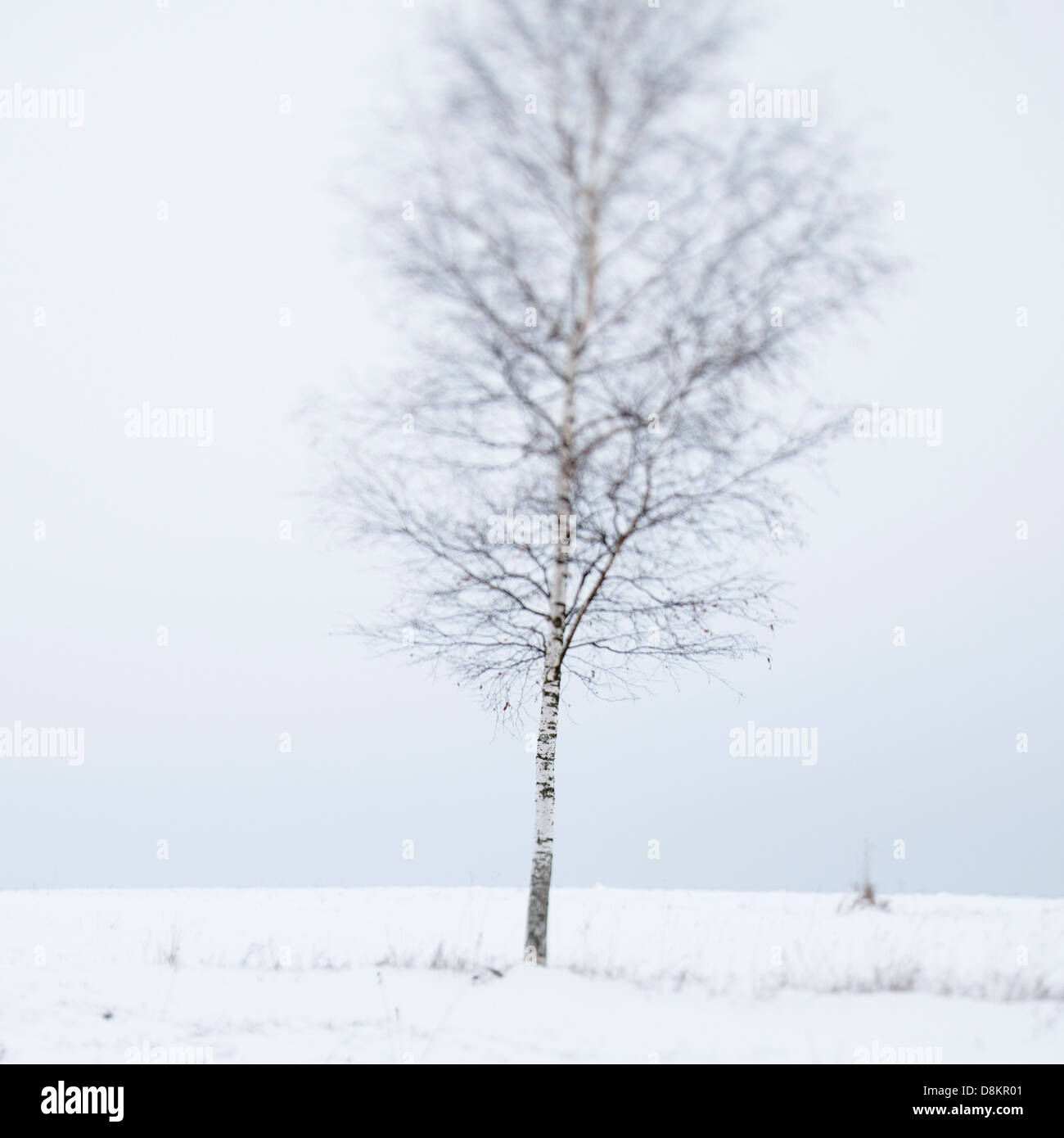 Tree in wintertime Stock Photo - Alamy