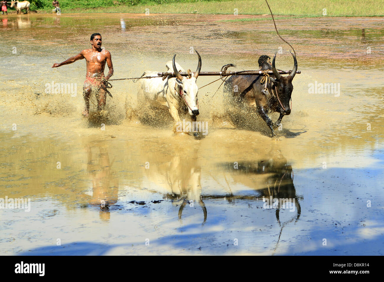 BULL RACE,PADDY FIELD,SPORTS,MARAMADI, KERALA Stock Photo - Alamy