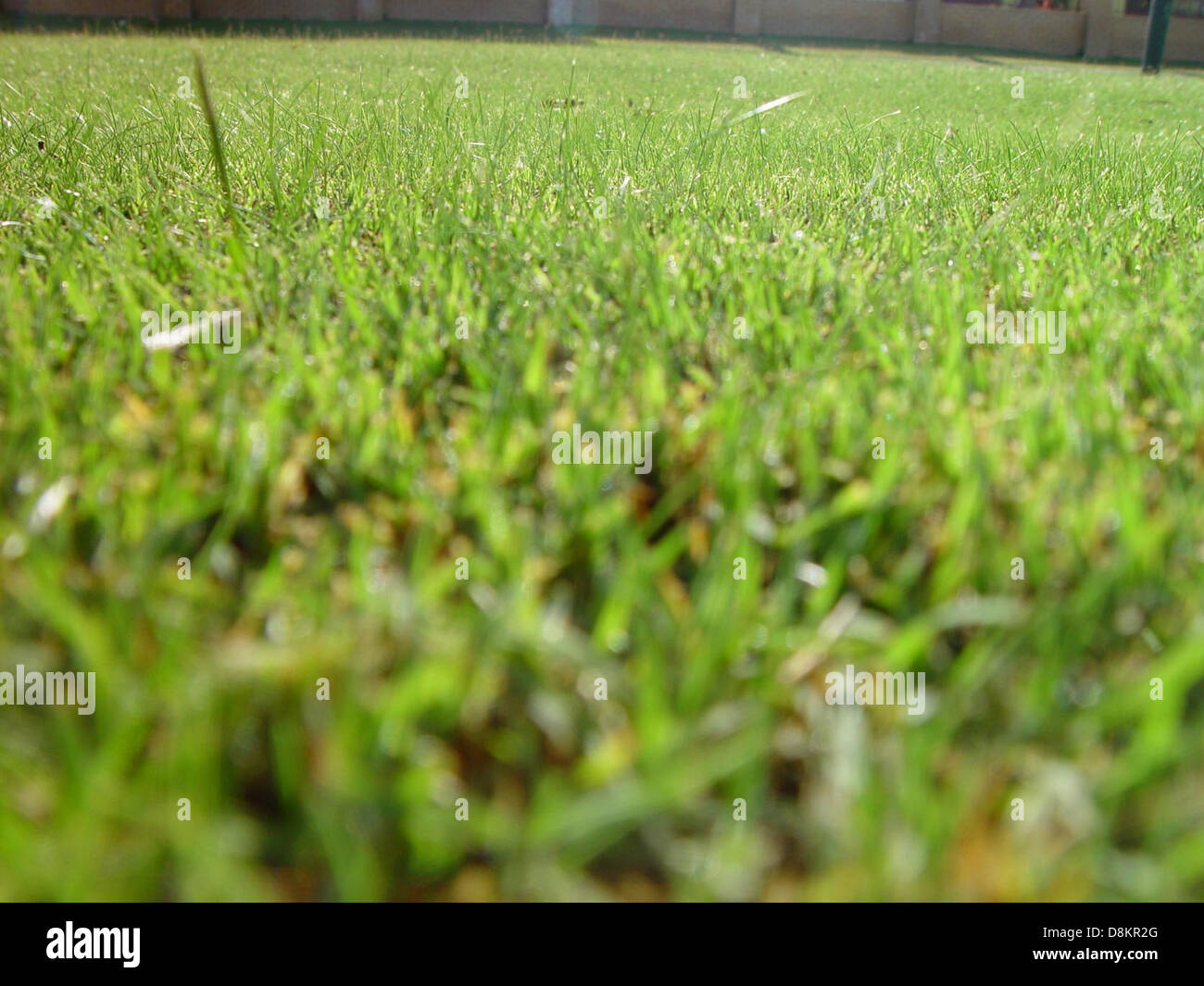 Eye insects hi-res stock photography and images - Alamy