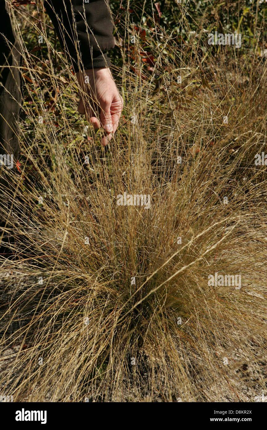Wire like plant structure hi-res stock photography and images - Alamy