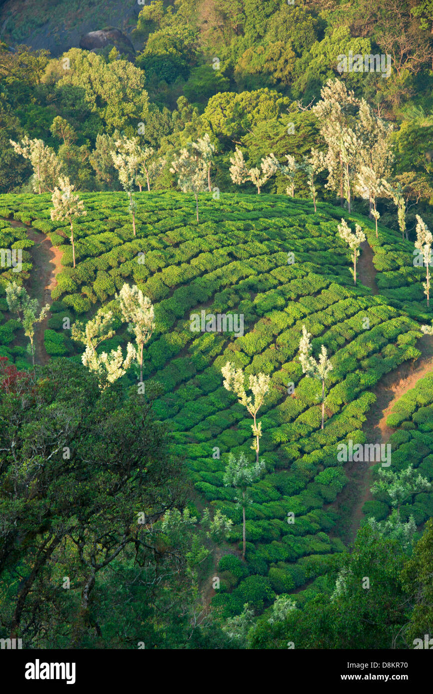 The beautiful tea plantations of Munnar, a hill station in Kerala ...