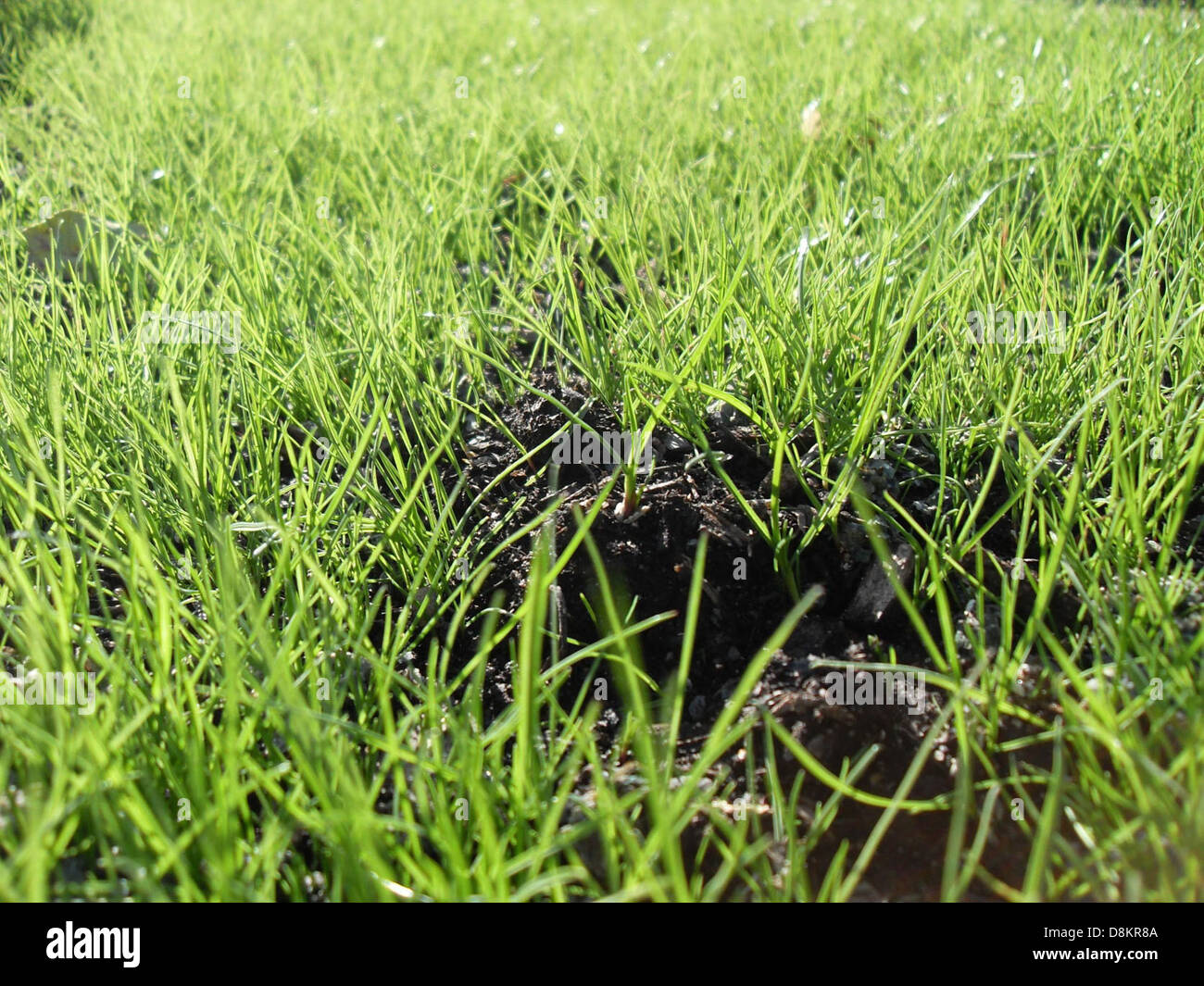 This stock photo shows newly planted grass seen up close, emphasizing ...
