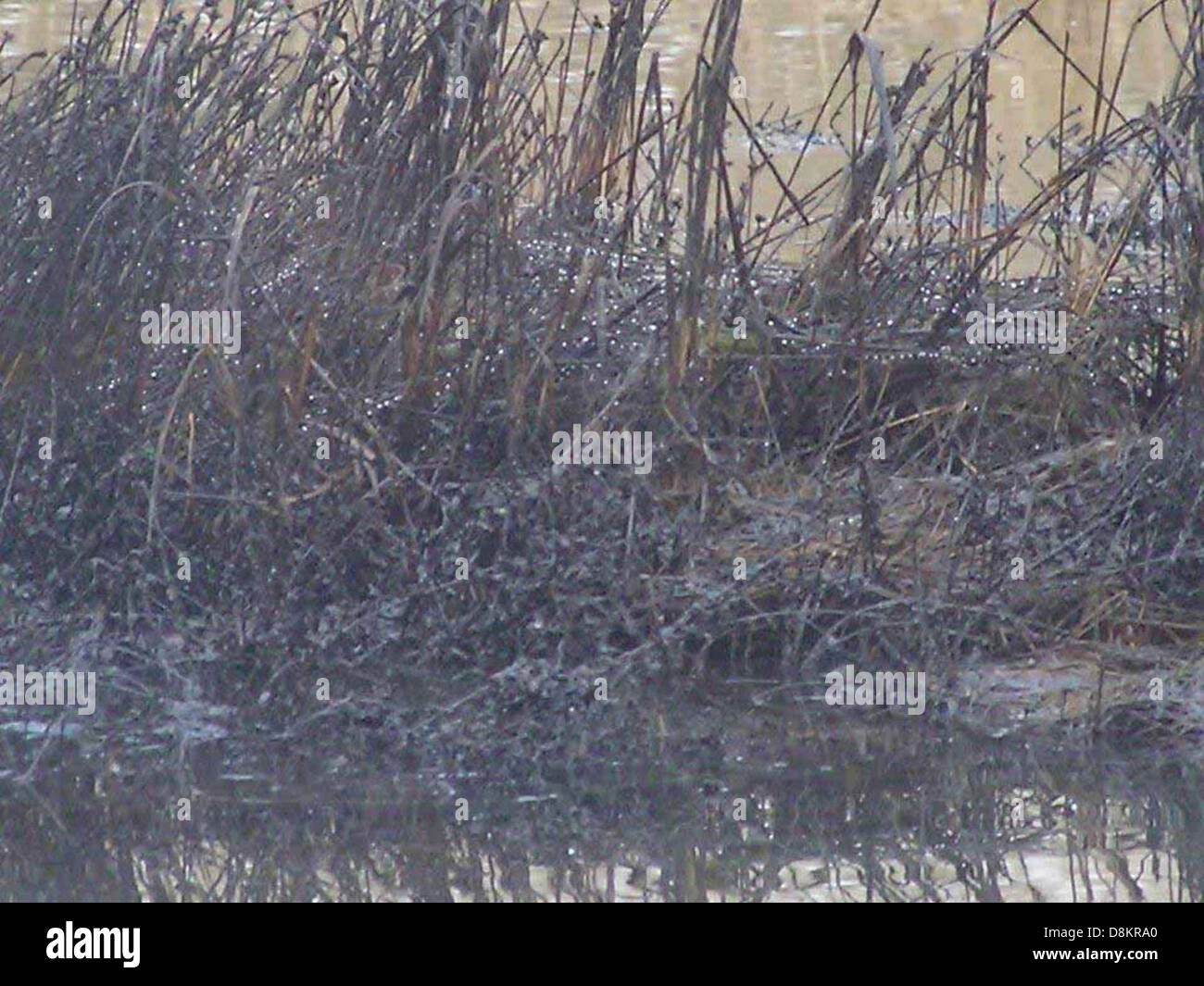 Oiled vegetation in a lagoon due to an oil spill. The image highlights ...