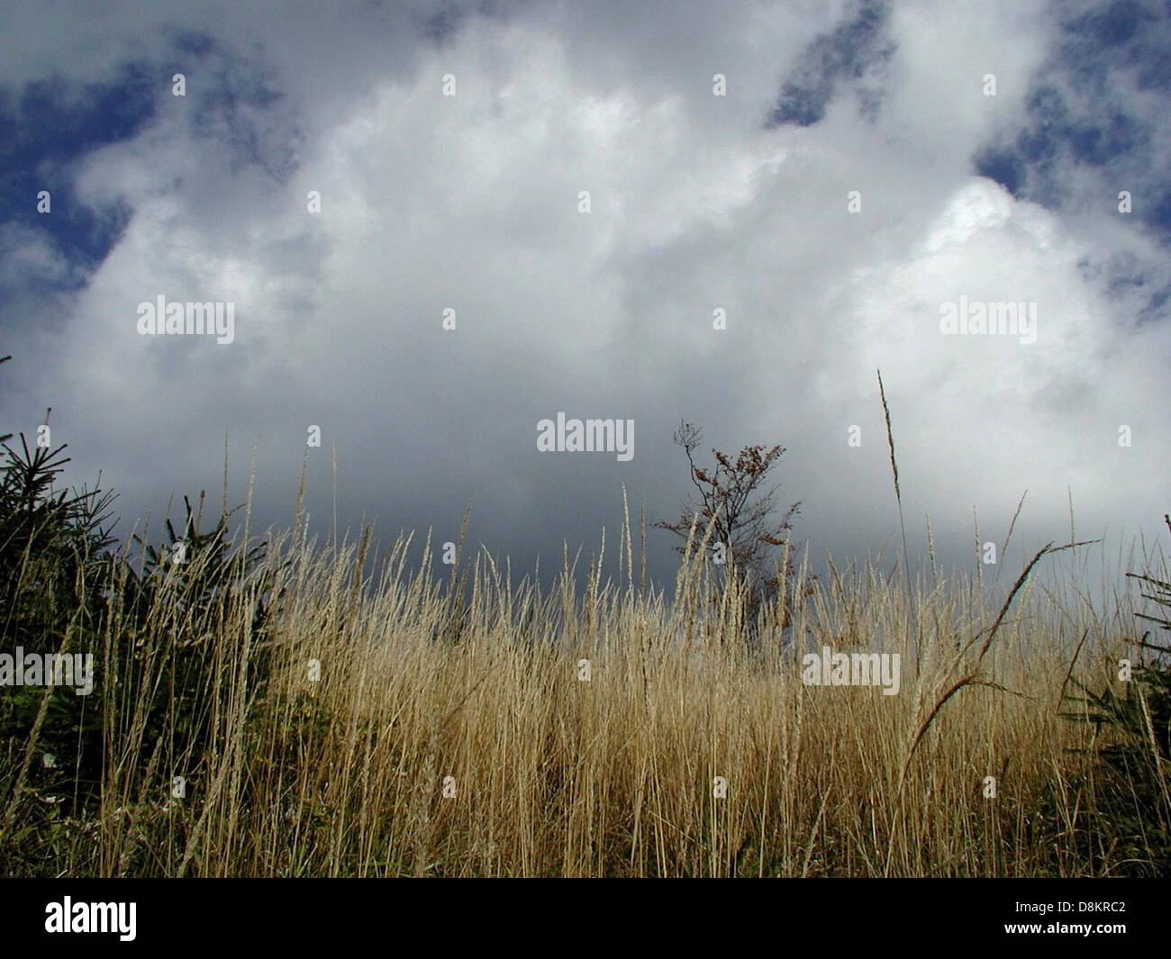 A wide-open pasture with tall, waving grass. The lush greenery is ...