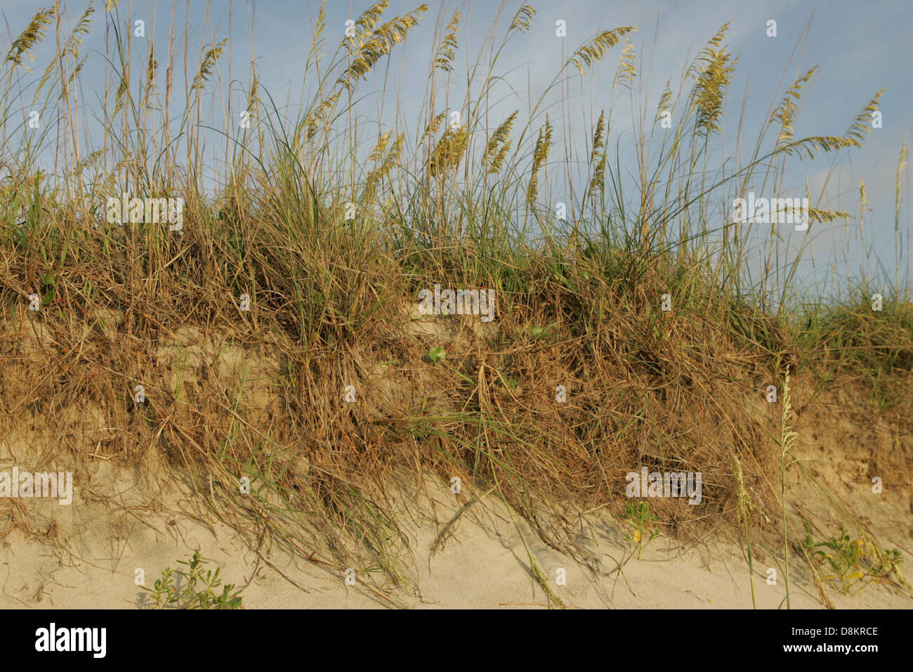 Preventing soil erosion hi-res stock photography and images - Alamy