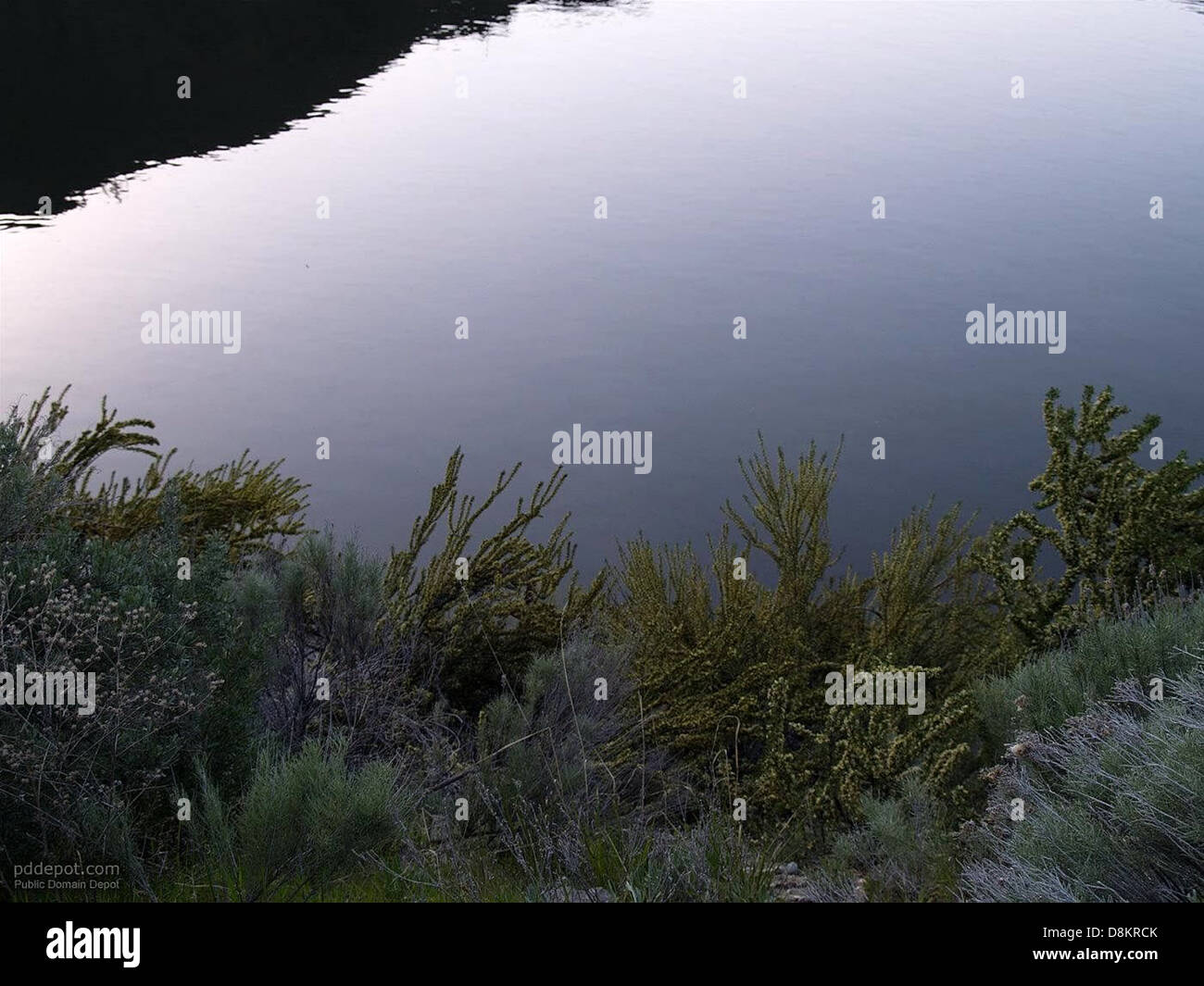 Various plants grow along the water's edge, their roots submerged in ...