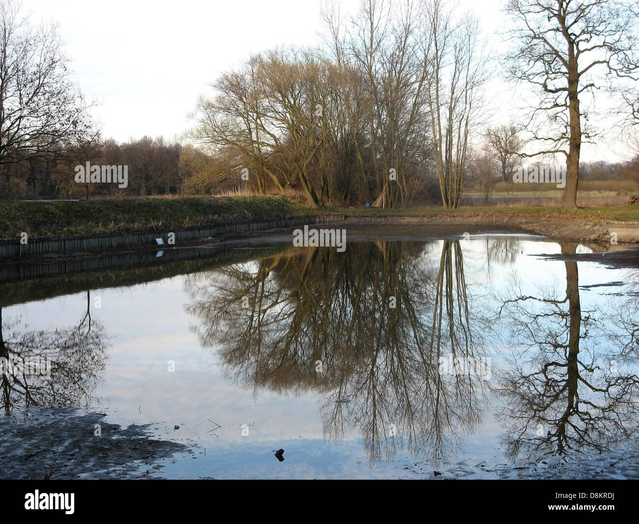 A pond's still surface reflects the surrounding environment, acting as ...