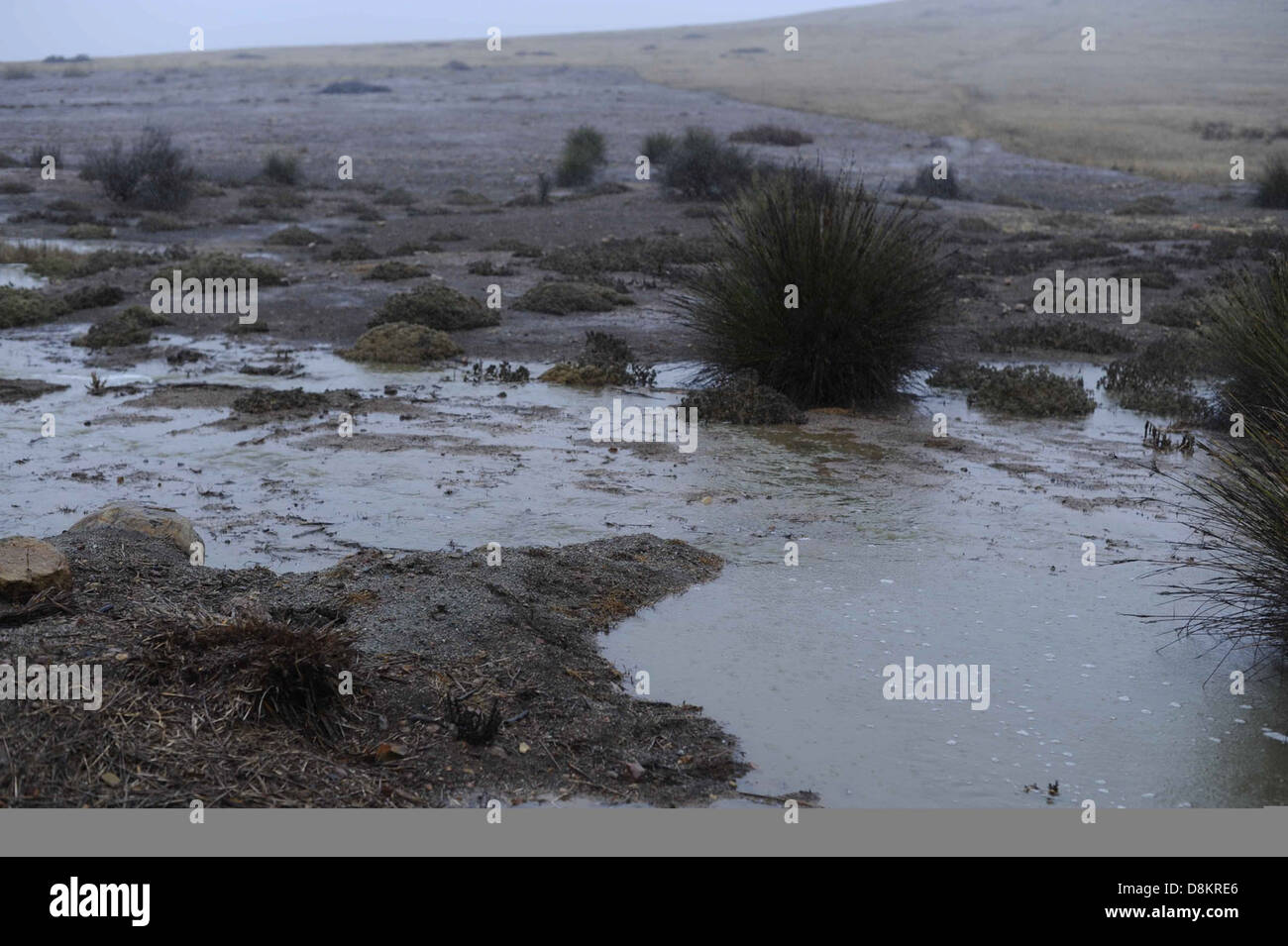 Pools of runoff water accumulate around plants, presenting a risk of ...