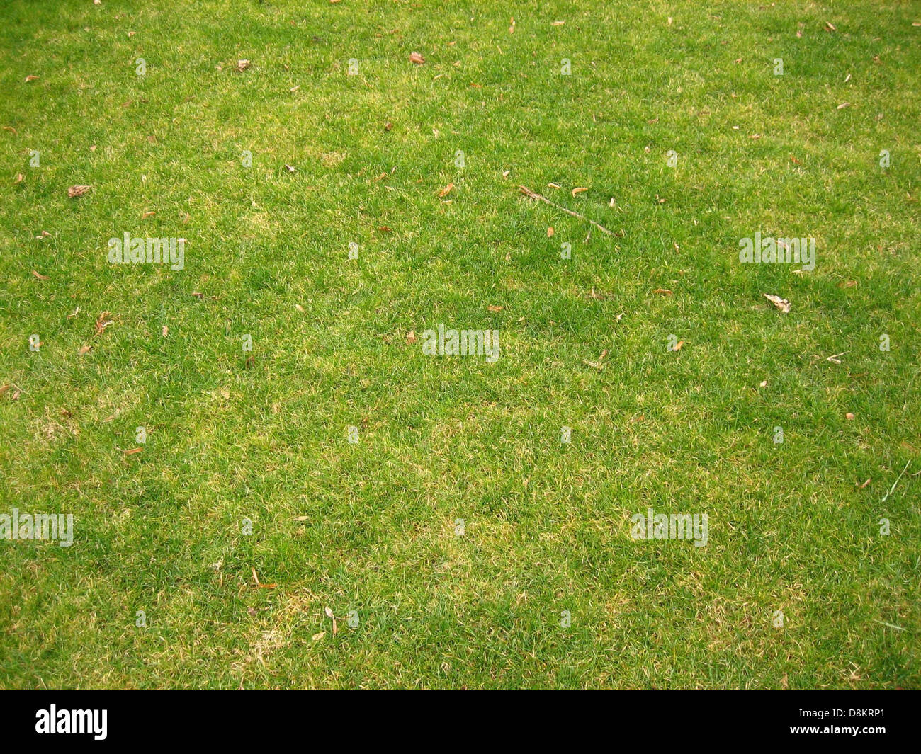 A patch of short grass is depicted in this stock photo, highlighting ...