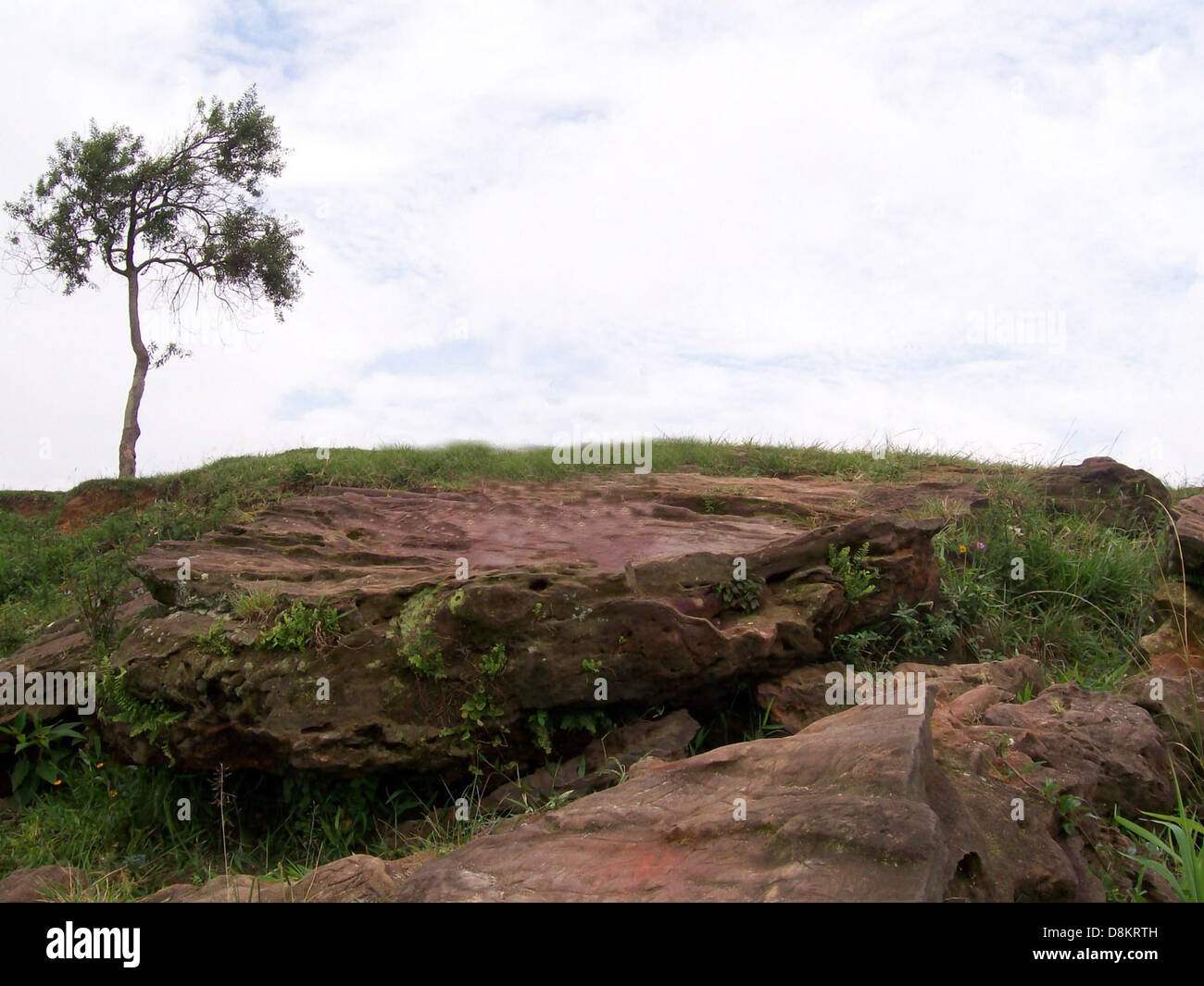 This image depicts a solitary element representing nature, capturing a ...