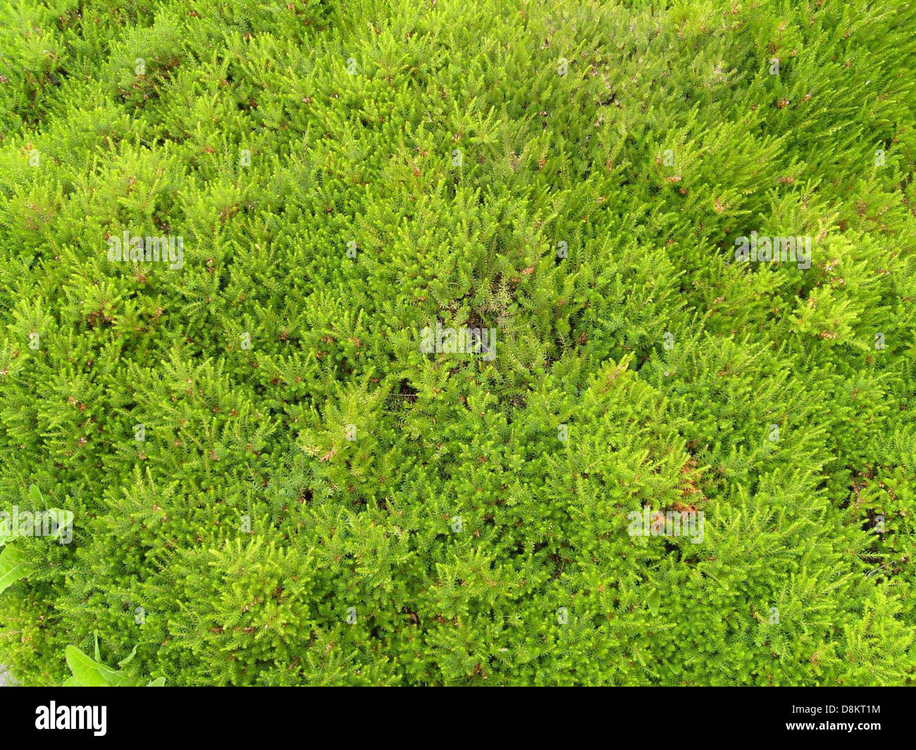A diverse collection of short grass species growing together in a ...