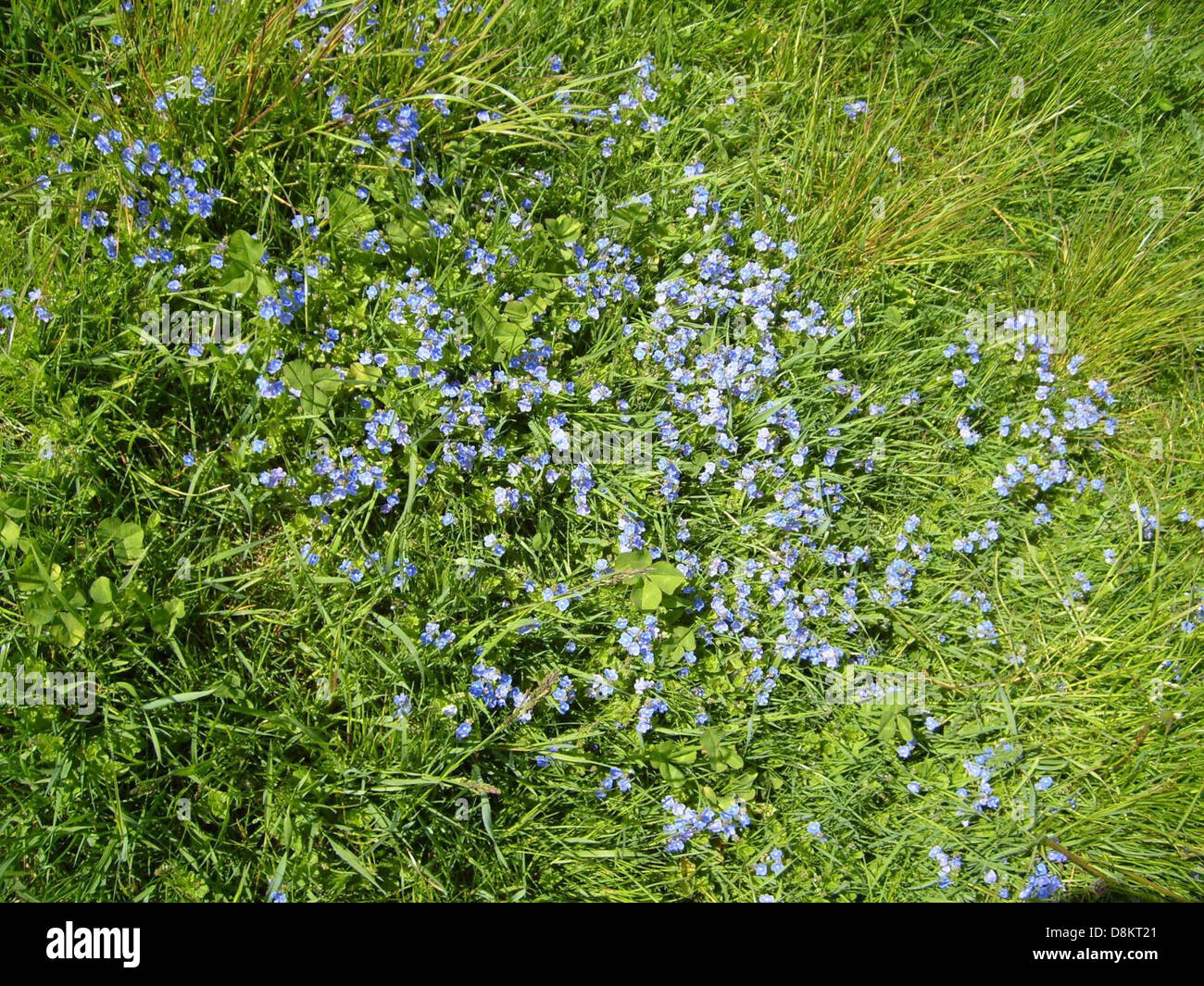 Variety of short grass on field Stock Photo - Alamy