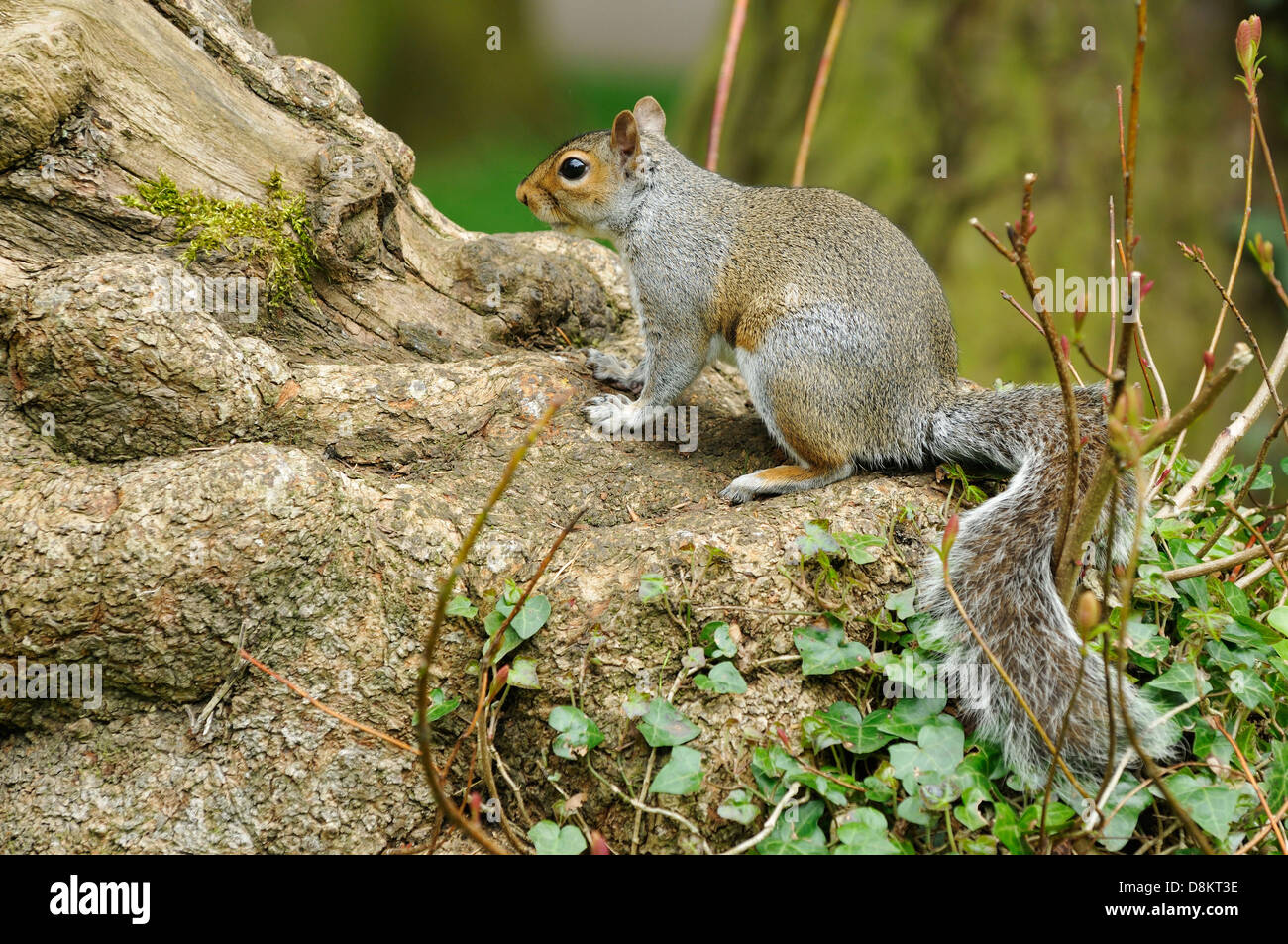 Grey Squirrel - Sciurus carolinensis on tree stump Stock Photo - Alamy