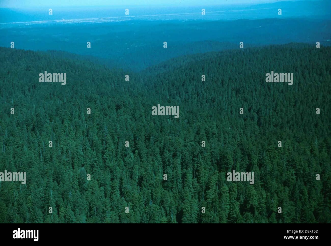 Aerial photography of forest habitat Stock Photo - Alamy