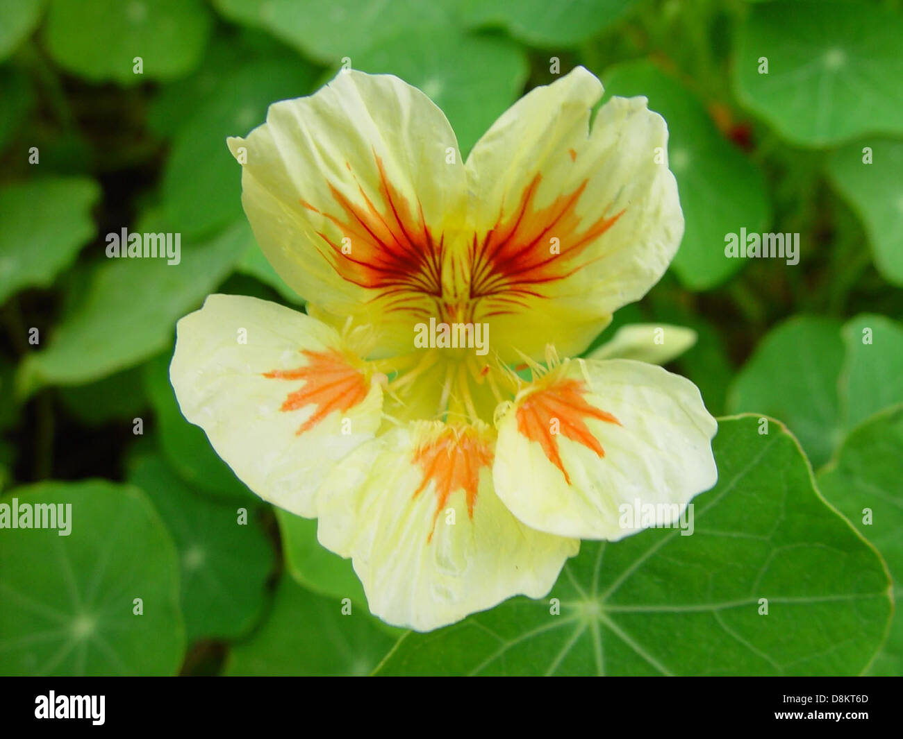 This image shows a rare albino variant of the nasturtium plant ...