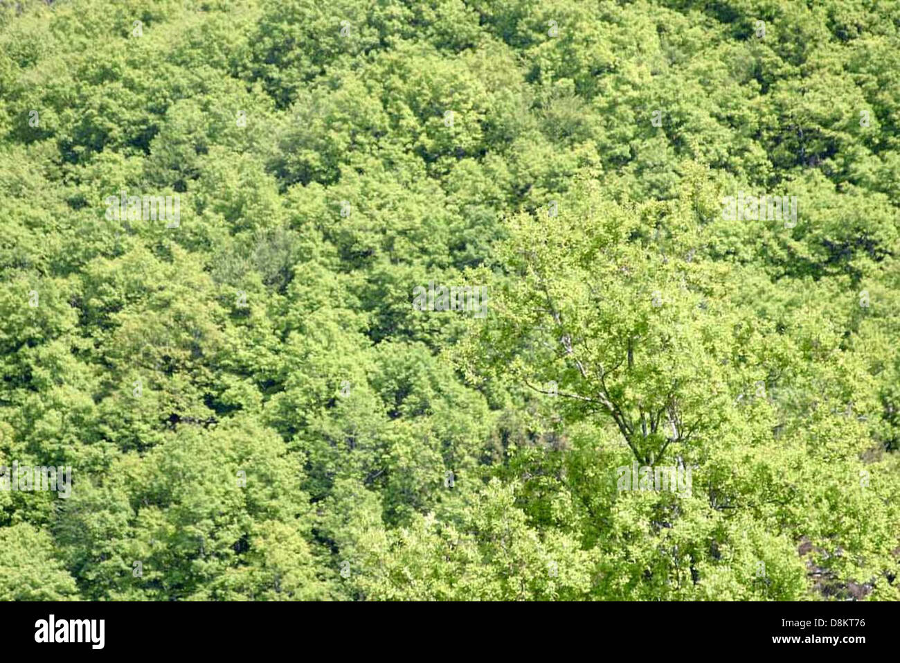 This image shows the dense, lush greenery of the Amazon rainforest. The ...
