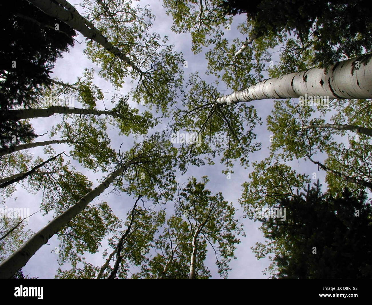 An aspen canopy located on the slope of the San Fransisco peaks Stock ...