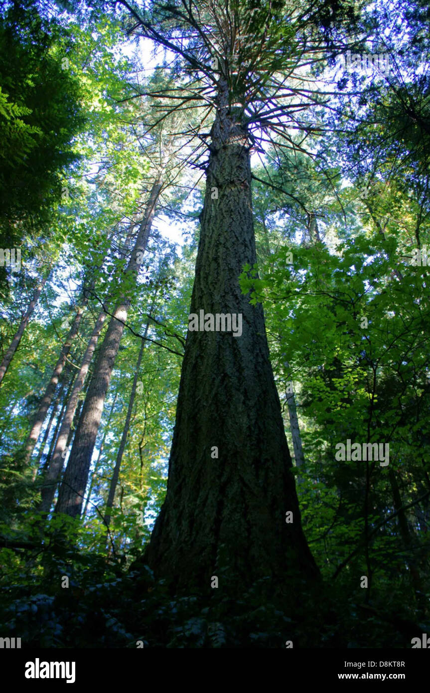 A towering old-growth Douglas Fir tree in a pristine forest, showcasing ...