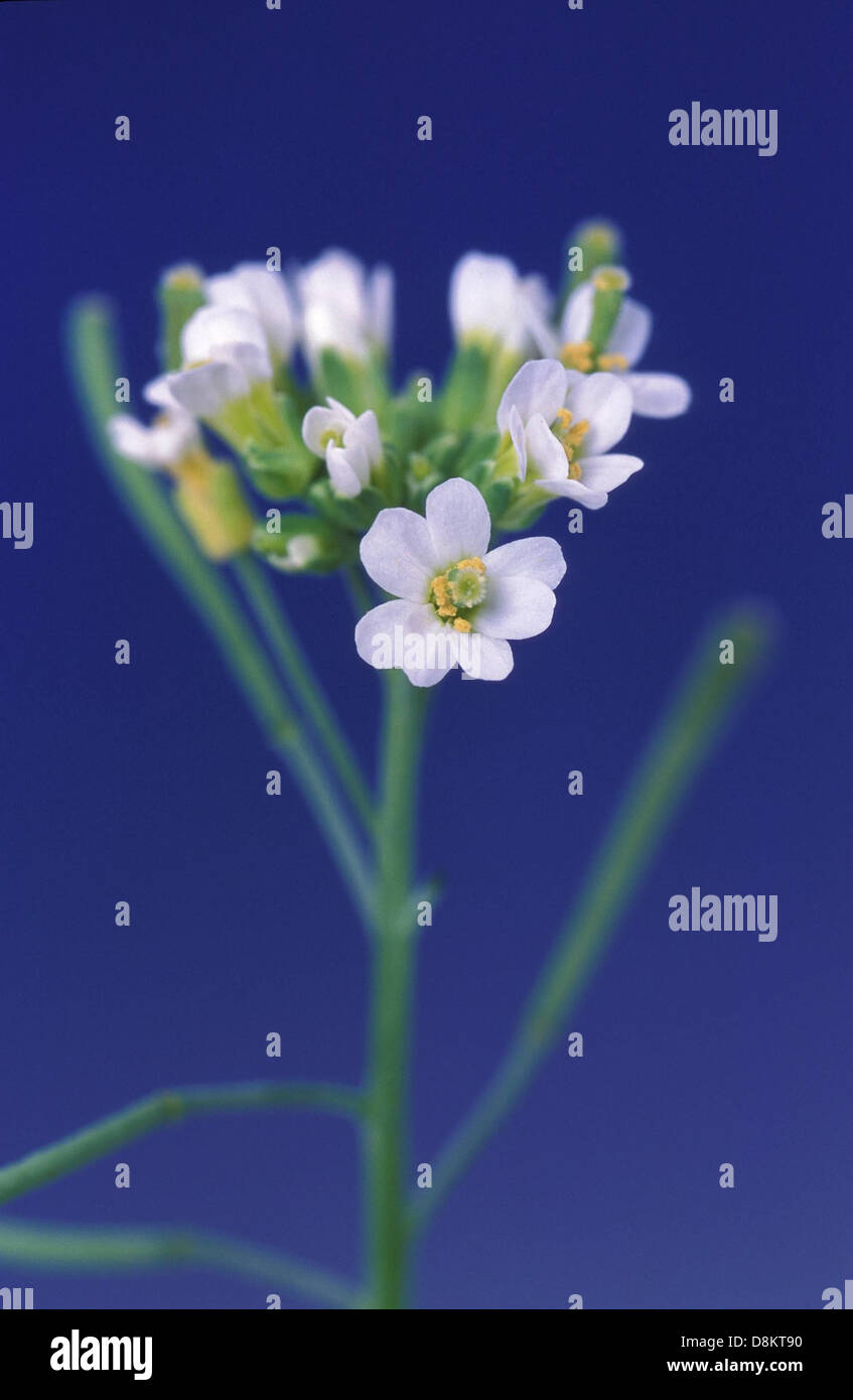 A close-up of Arabidopsis thaliana flowers, a small flowering plant ...