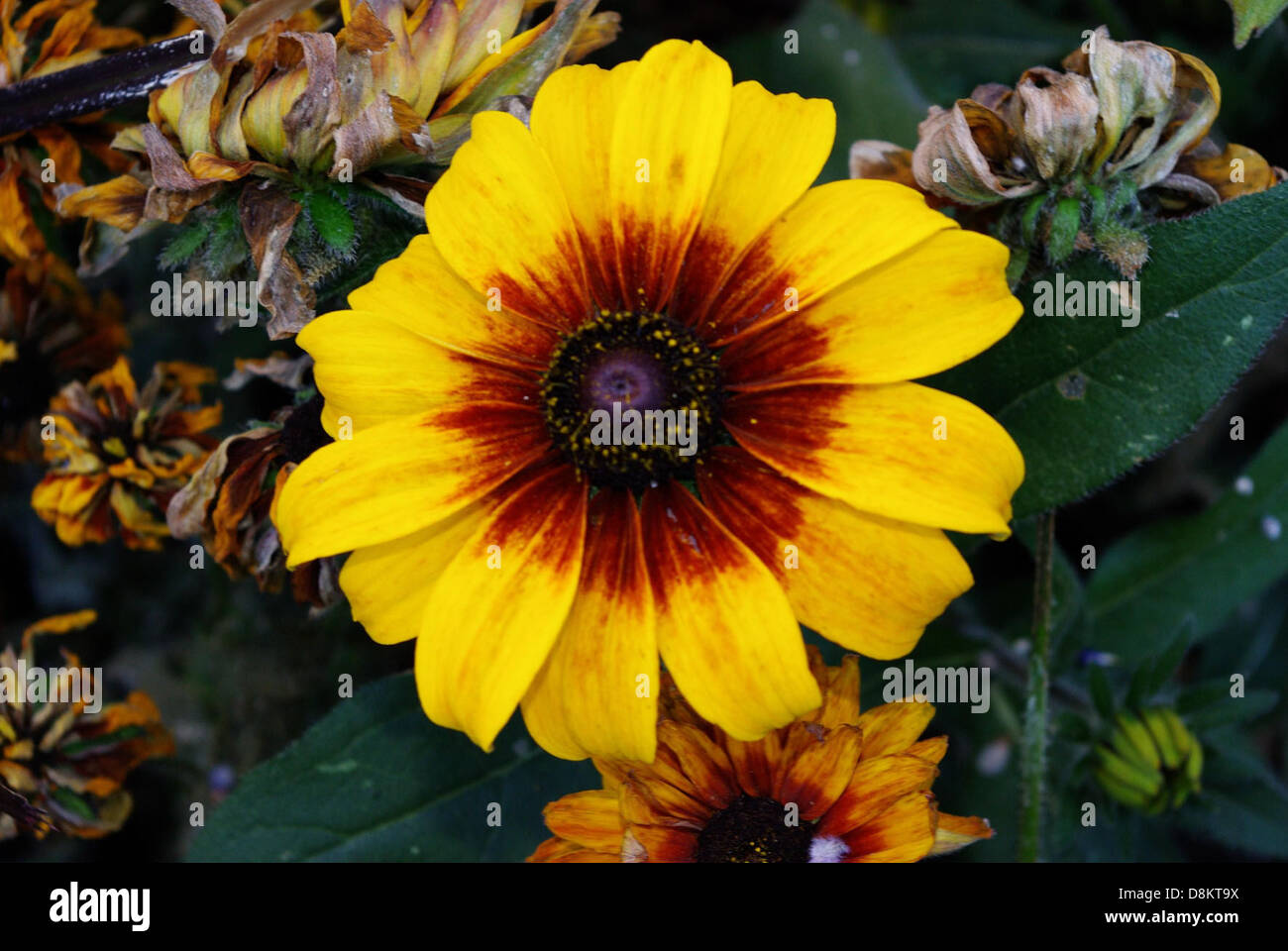 A vibrant flower blooms amidst withered or dying plants. The image ...