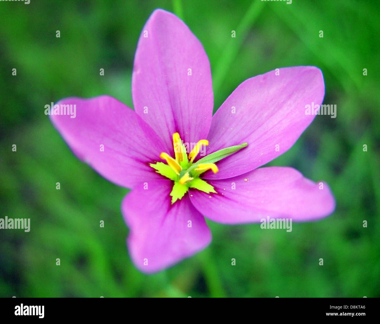 Swamp delicate pink flowers hi-res stock photography and images - Alamy