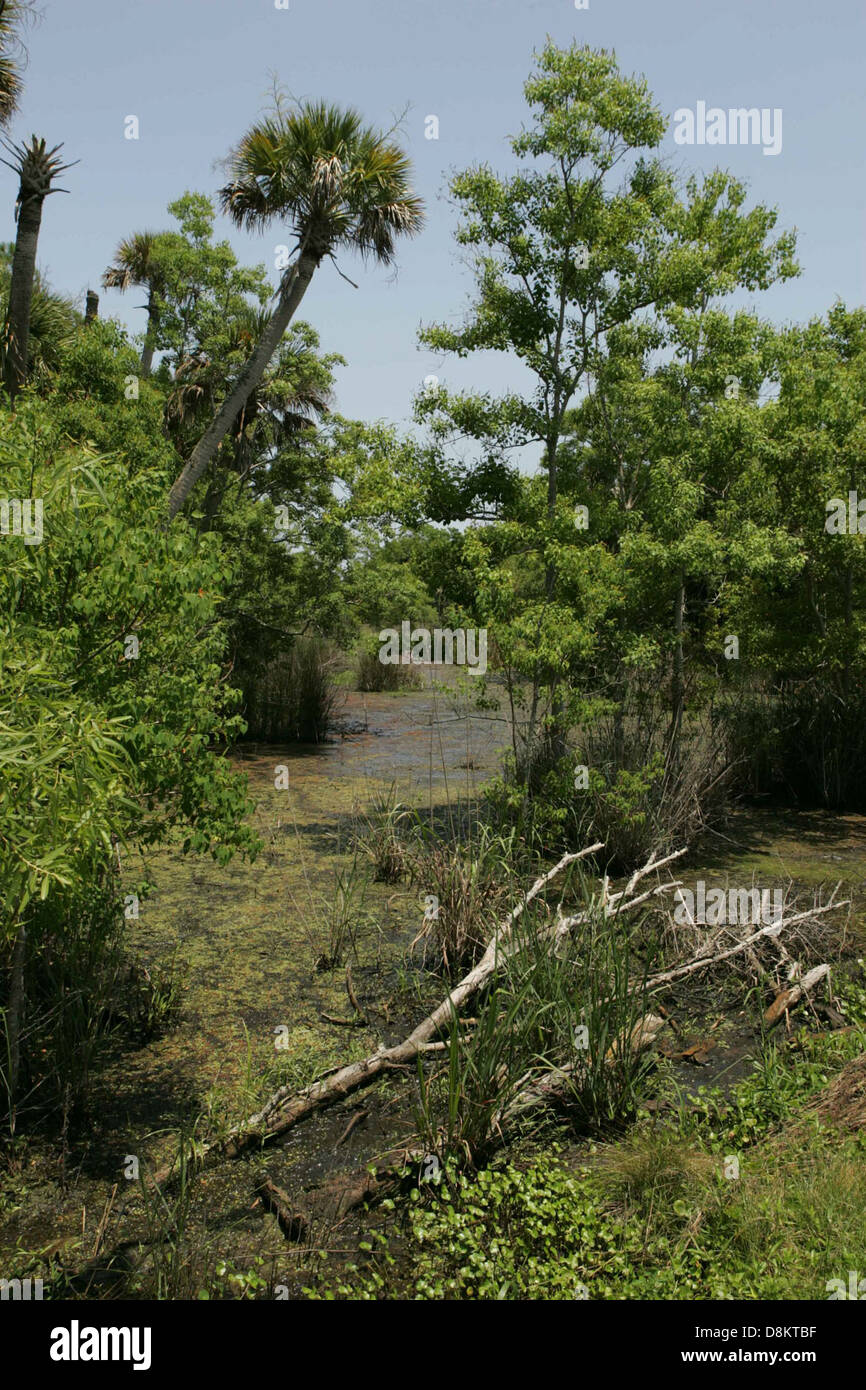 Maritime forests, located along coastlines, host a variety of ...