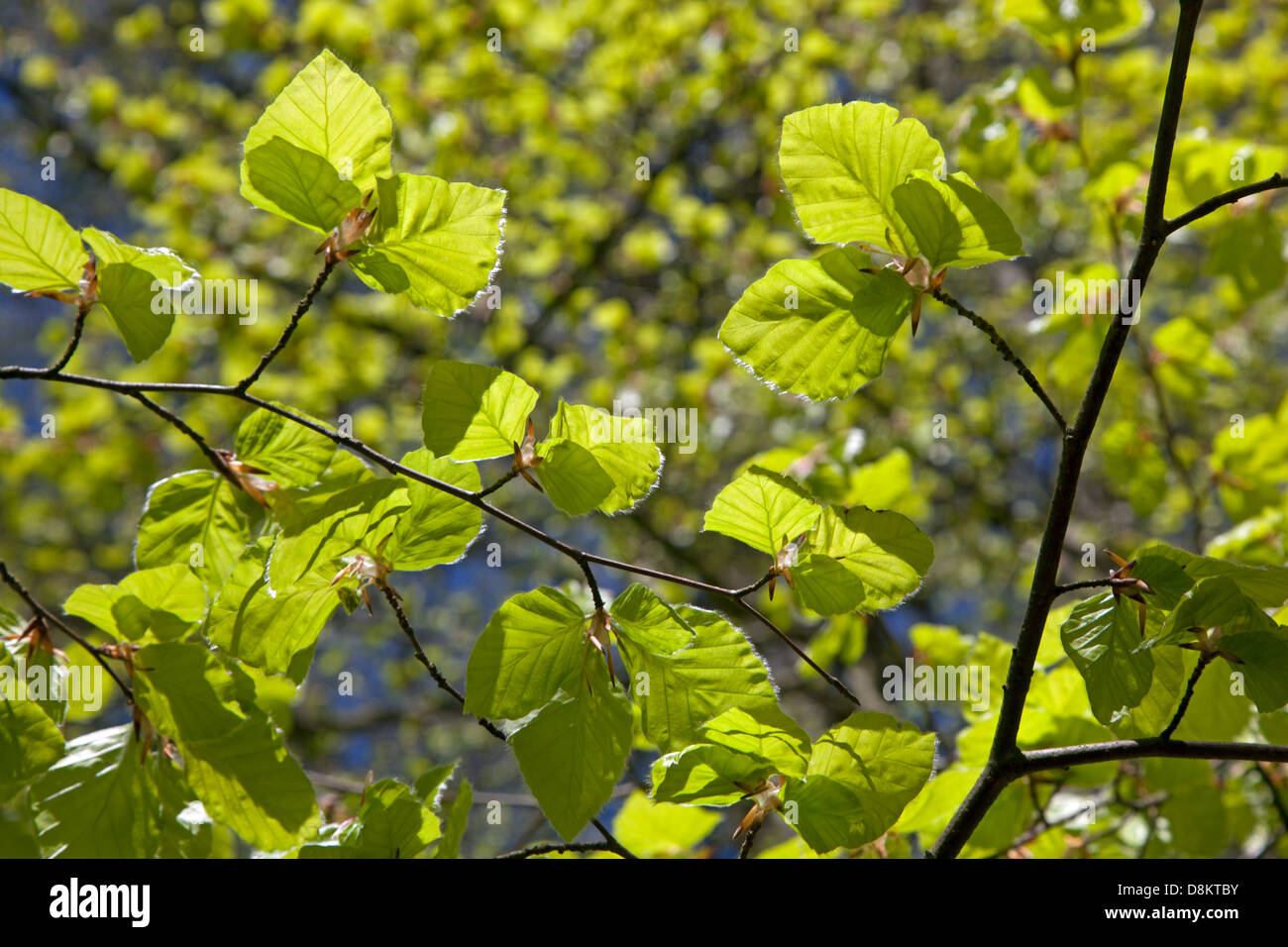 Old tree with new leaves hi-res stock photography and images - Alamy