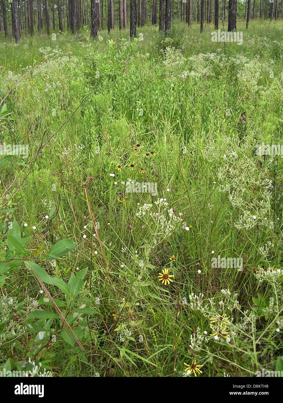 Balduina hi-res stock photography and images - Alamy