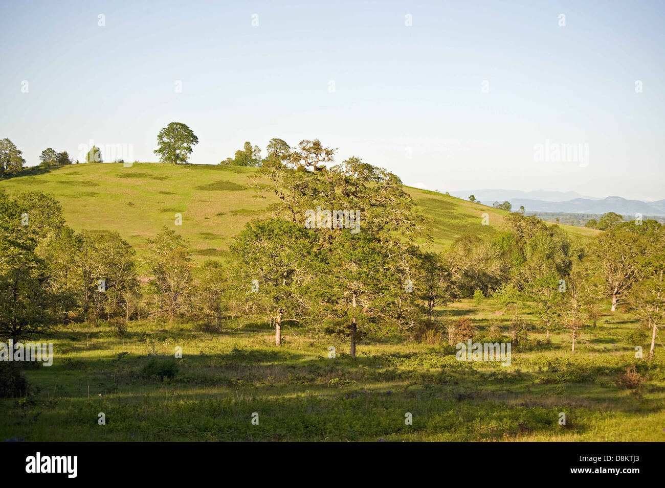 Scattered woodland trees hi-res stock photography and images - Alamy