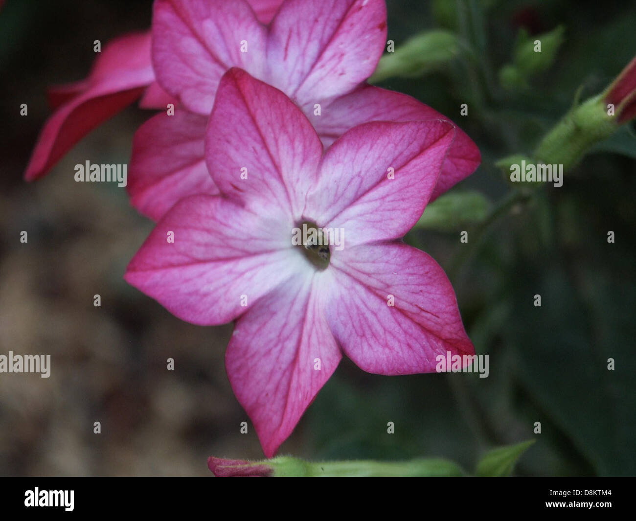 Beautiful pink flower close up Stock Photo - Alamy