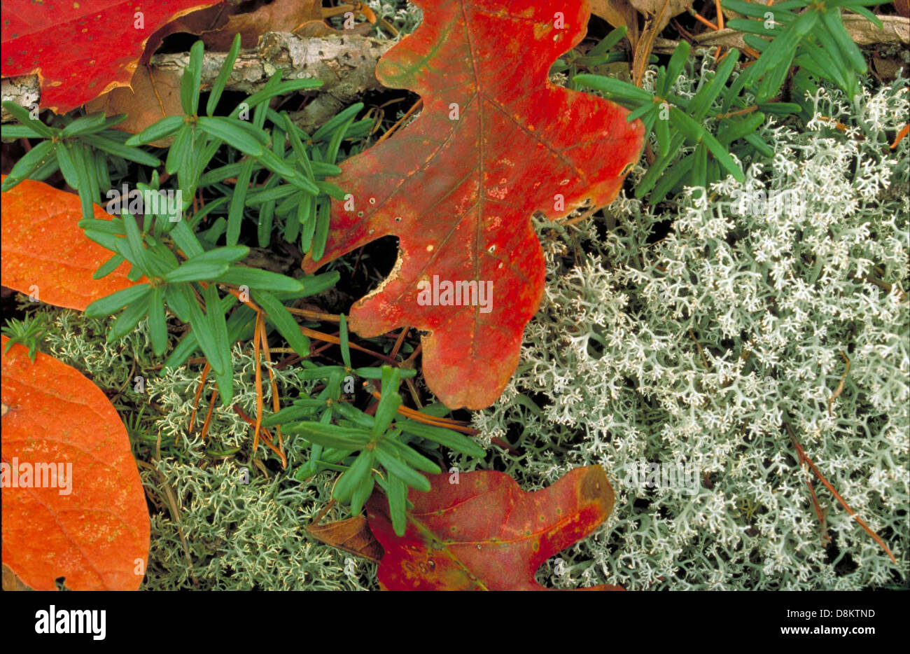 Beautiful red mountain lover flower pachystima paxistima myrsinites ...