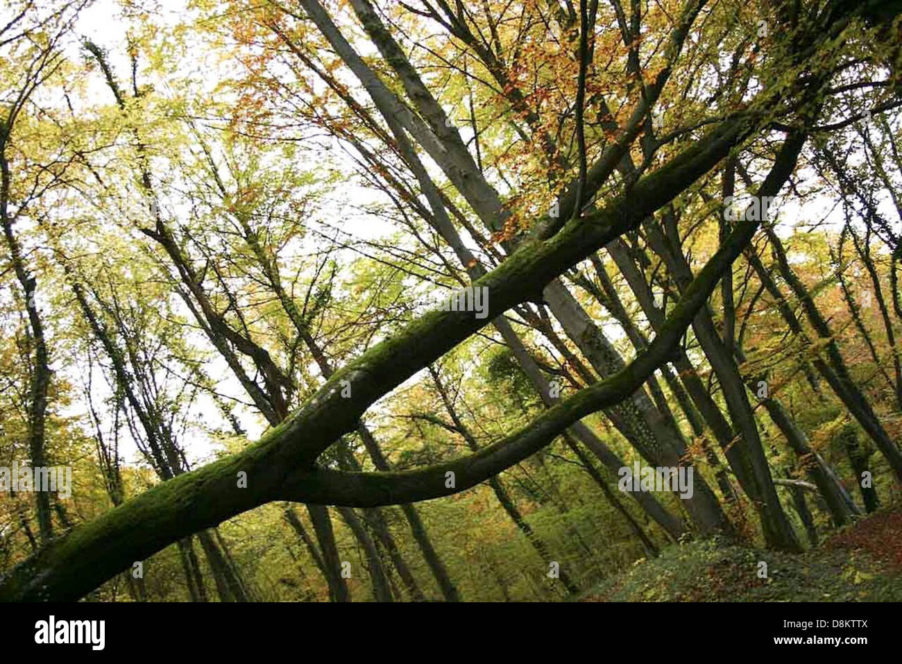 A broken tree lies in a forest, with its jagged stump and fallen ...