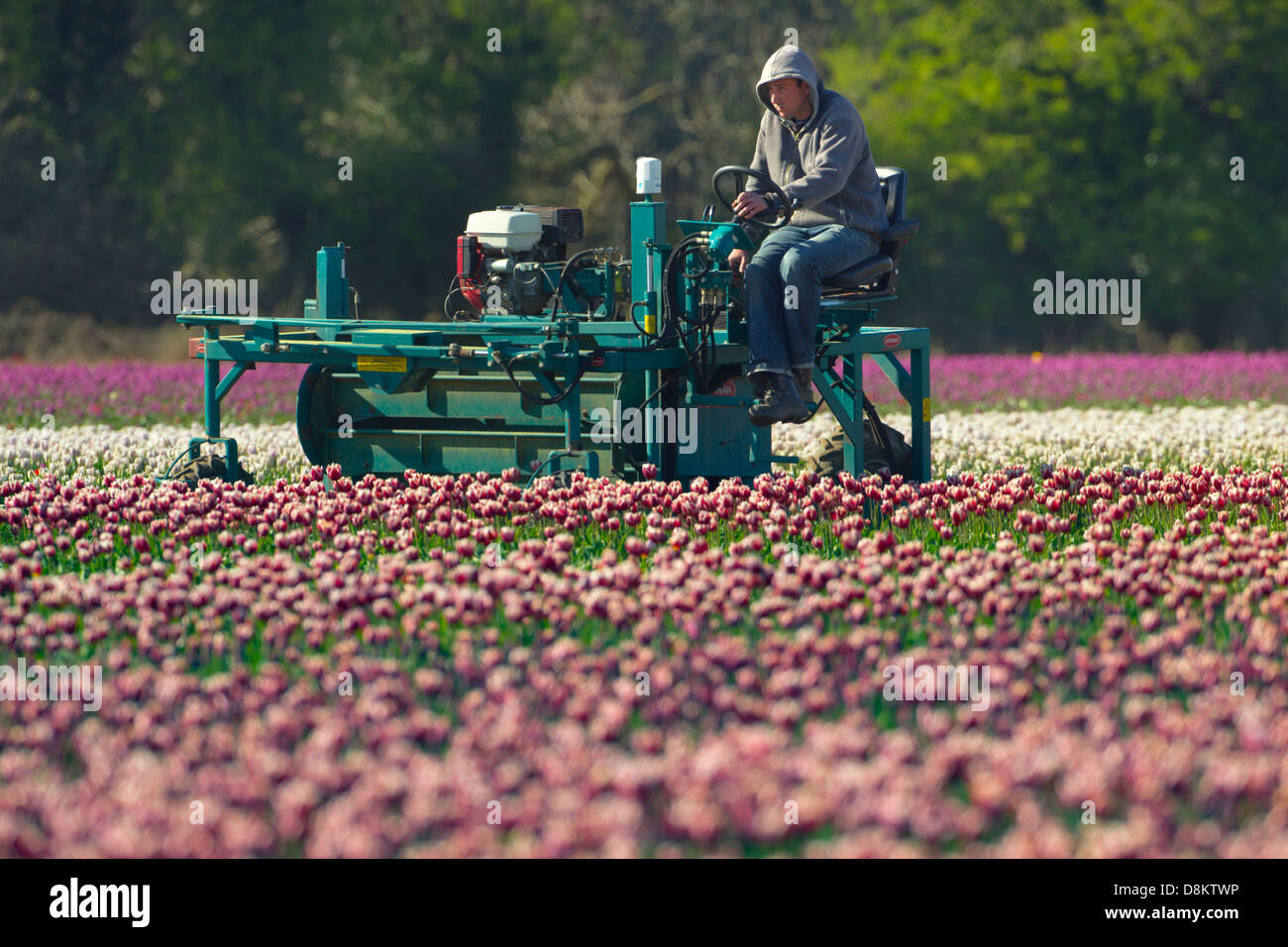 Tulips being deheaded by machine Swaffham Norfolk Stock Photo - Alamy