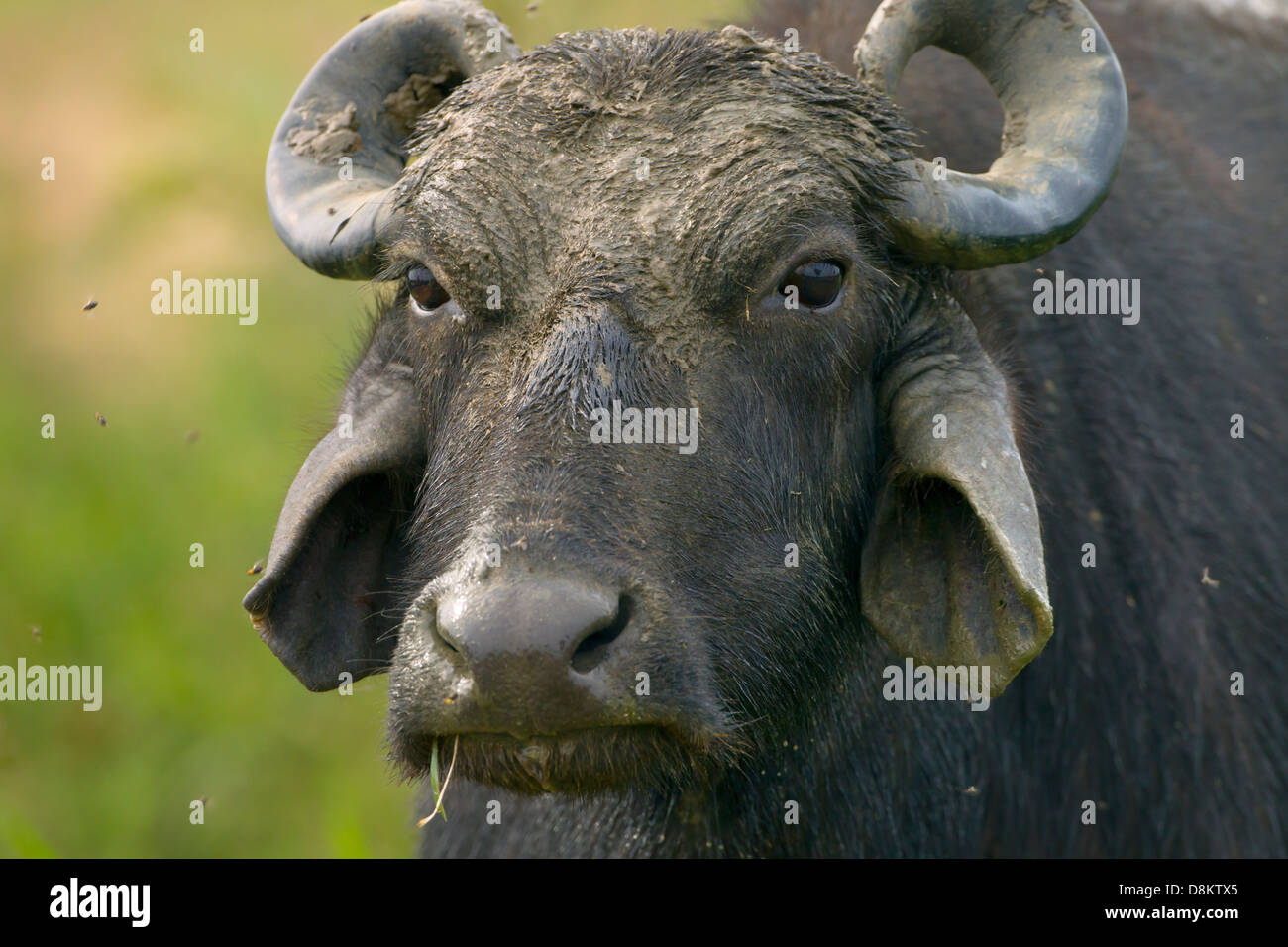 Domestic Asian Water buffalo Bubalus bubalus Stock Photo - Alamy