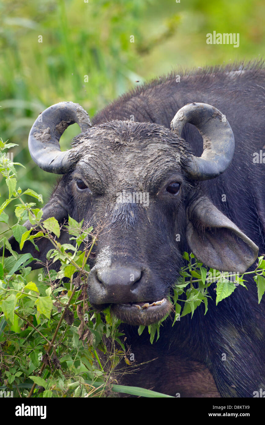 Domestic Asian Water buffalo Bubalus bubalus Stock Photo - Alamy