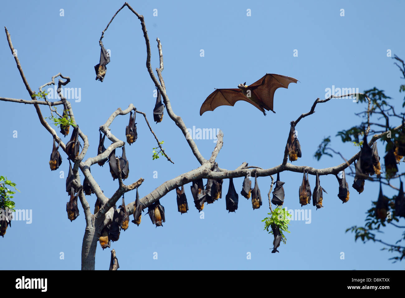 Indian Flying Fox Pteropus Giganteus High Resolution Stock Photography ...