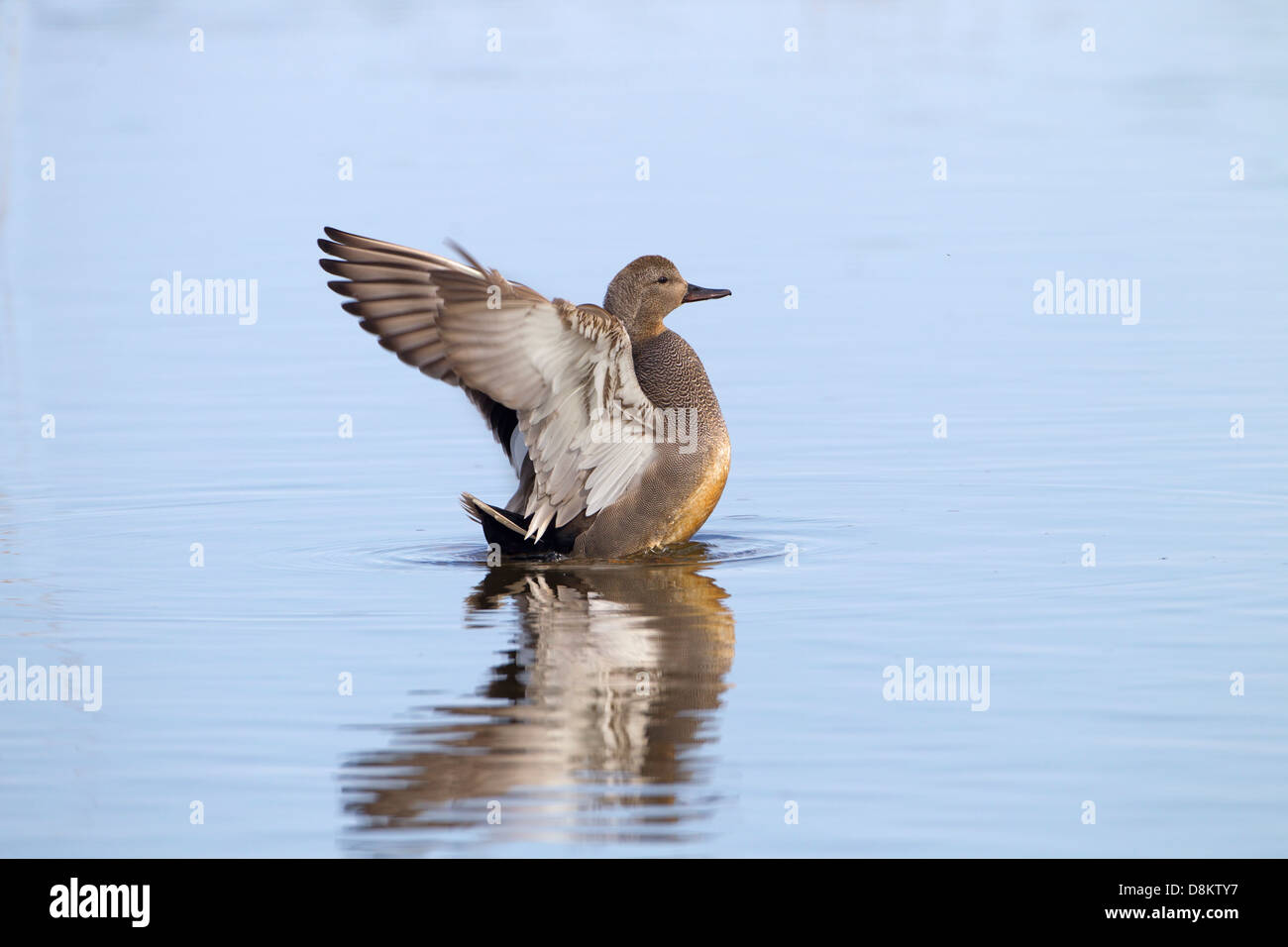Gregarious nature hi-res stock photography and images - Alamy