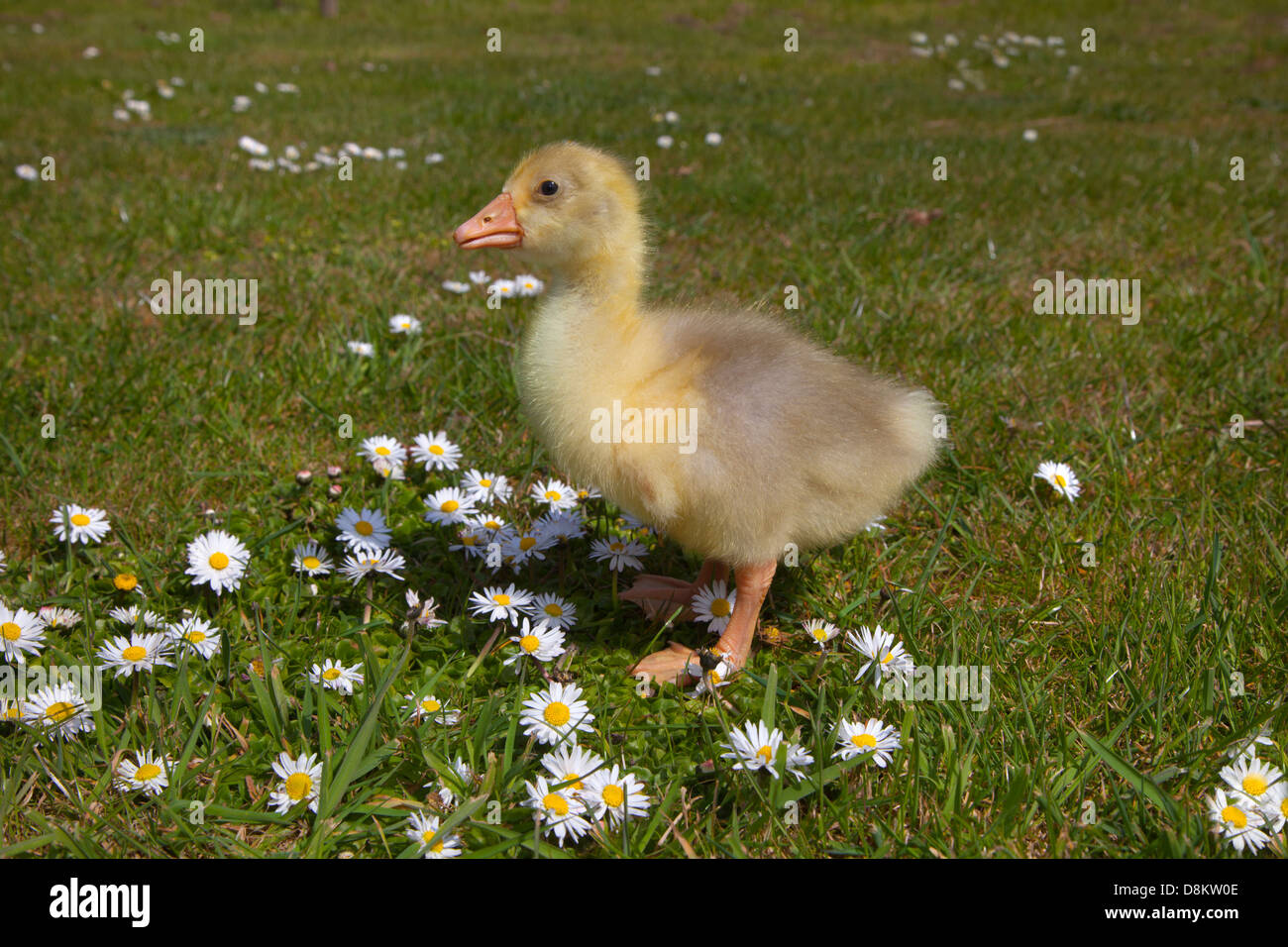 Emden Goose Gosling at four days old Stock Photo - Alamy
