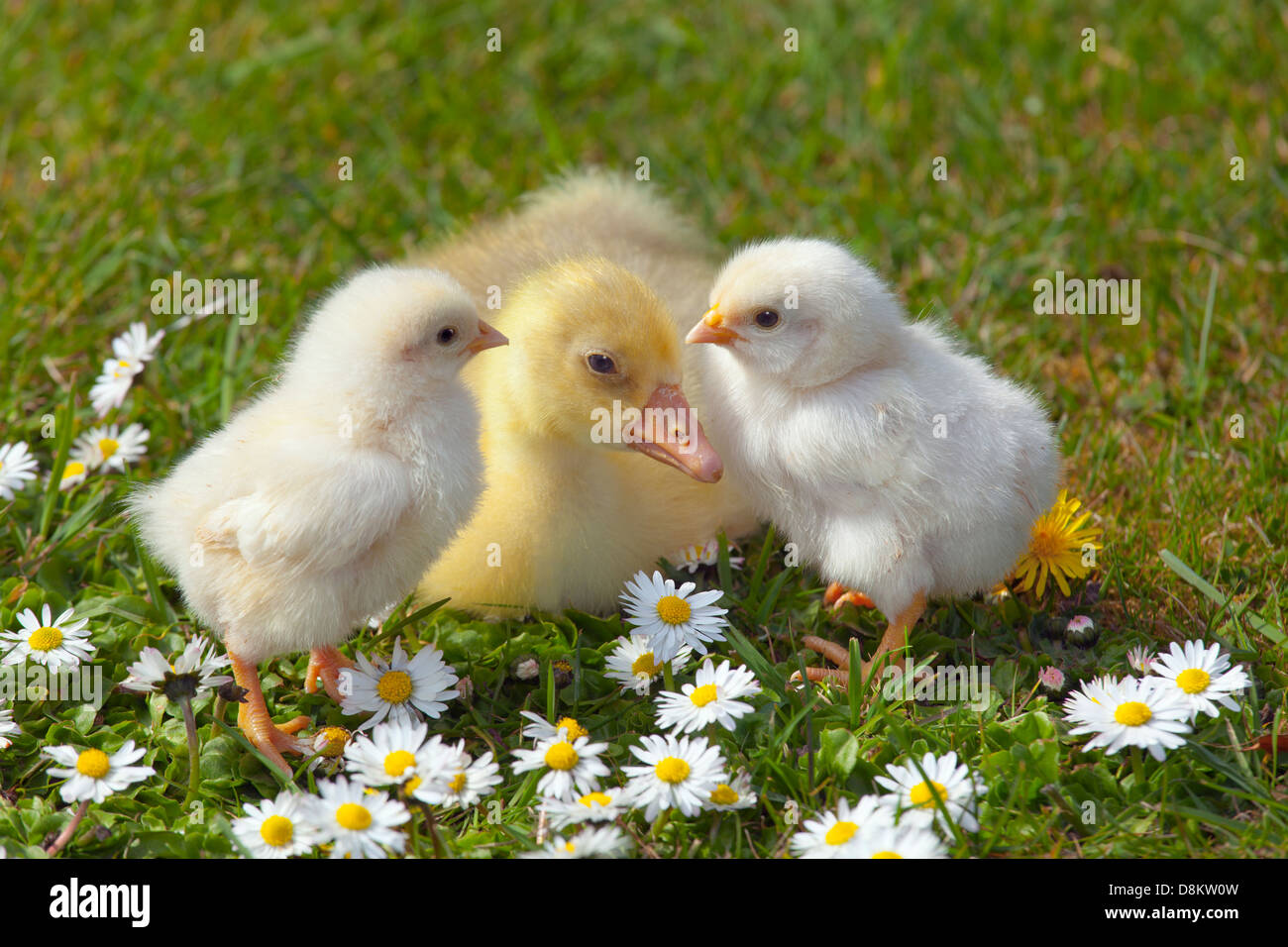 Emden Goose Gosling and 3 day old chicken Stock Photo - Alamy