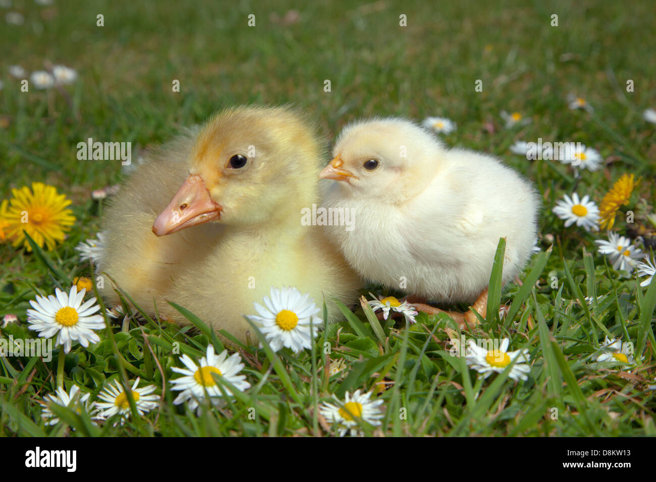 Emden Goose Gosling and 3 day old chicken Stock Photo - Alamy
