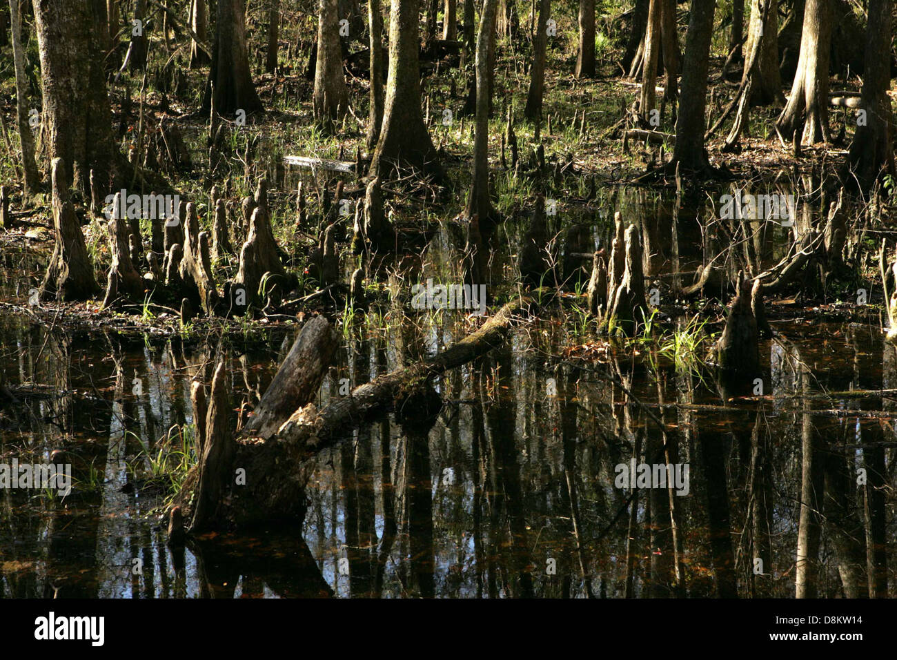 Coastal forest wetland Stock Photo - Alamy