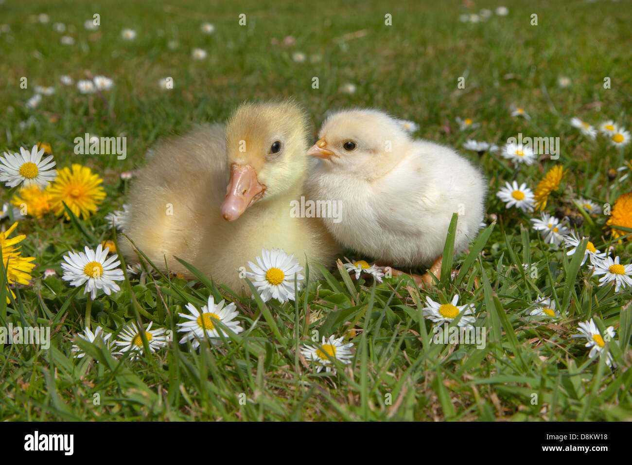 Emden Goose Gosling and 3 day old chicken Stock Photo - Alamy