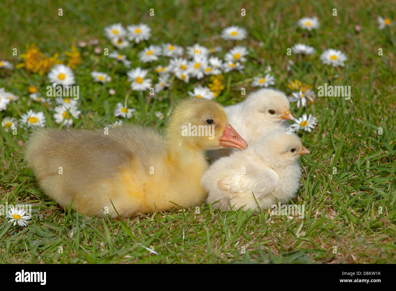 Emden Goose Gosling and 3 day old chicken Stock Photo - Alamy